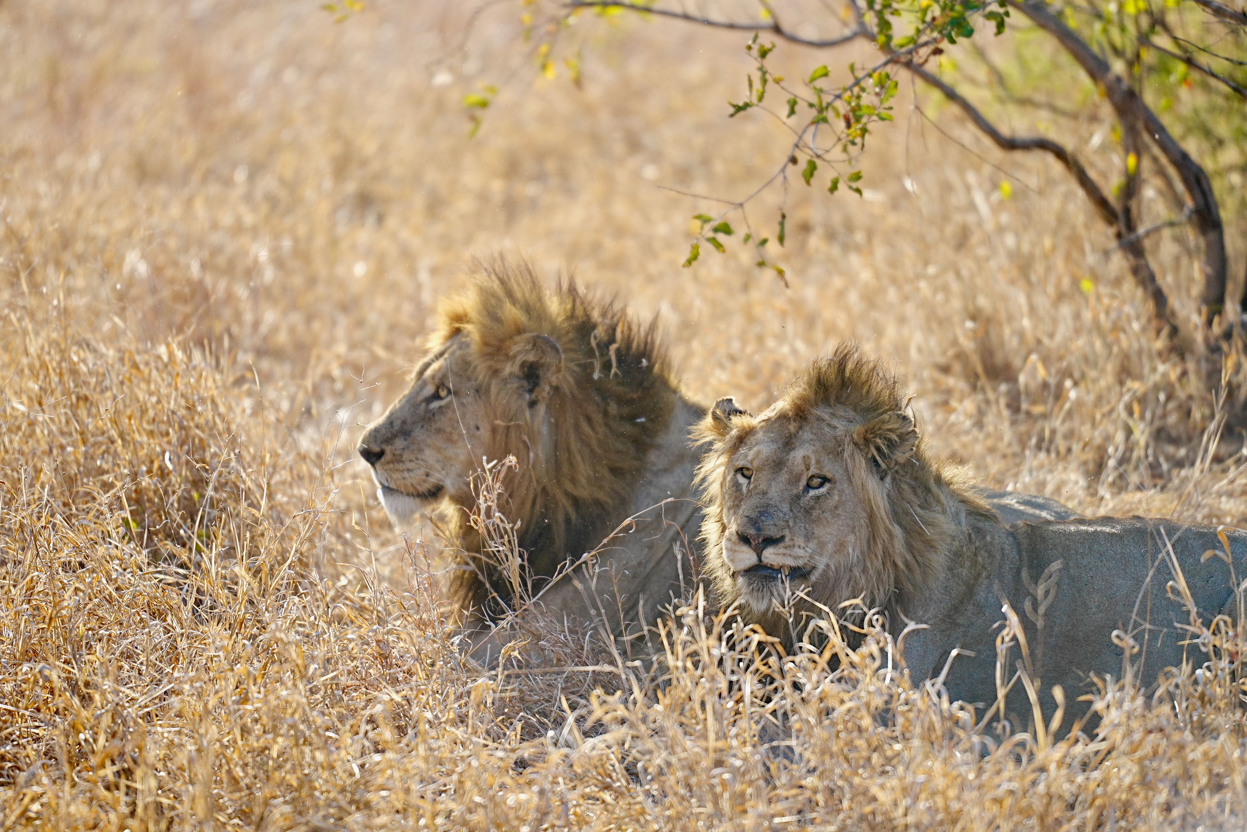 Two Majestic Lions Resting in African Savannah · Free Stock Photo