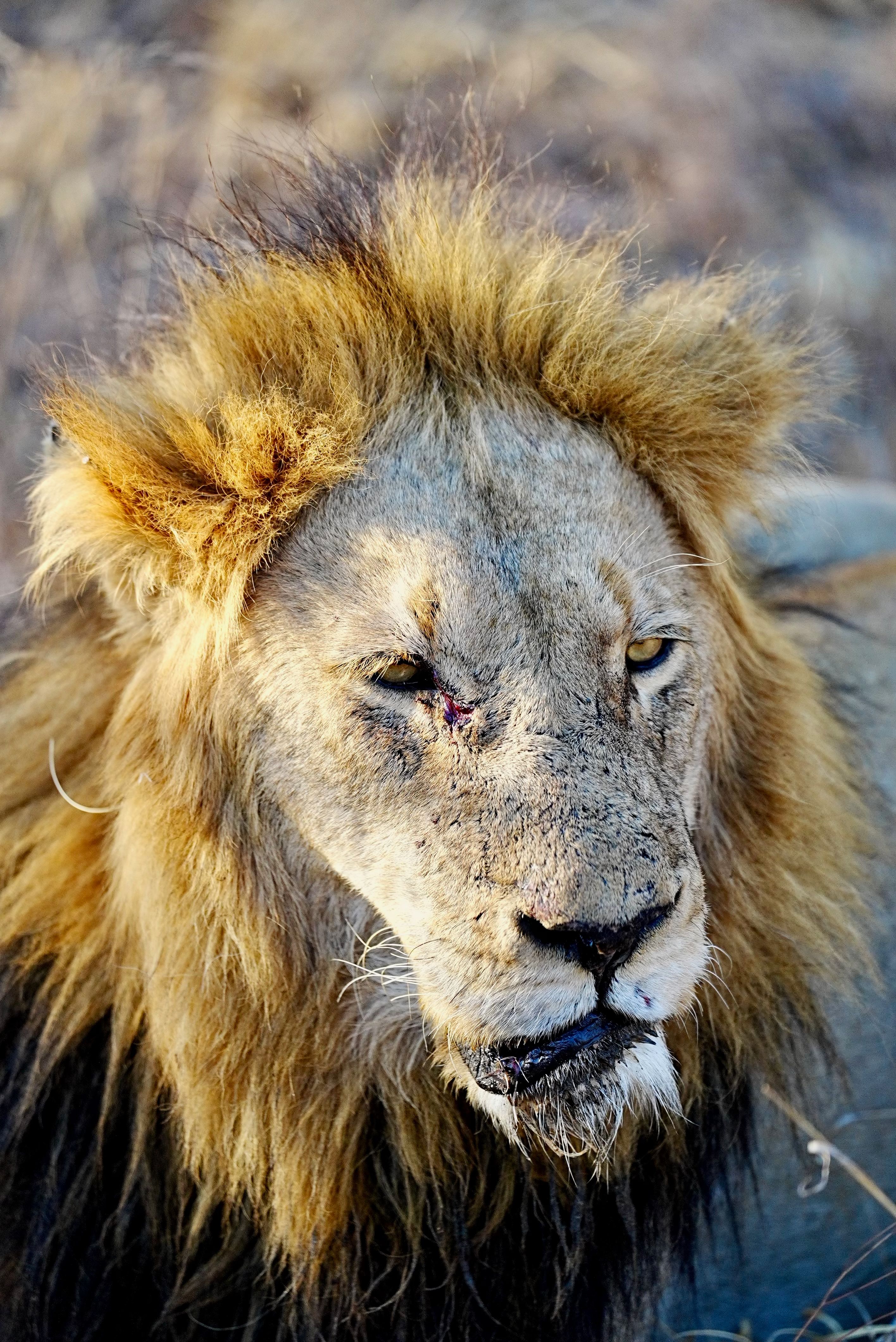 Majestic Lion Portrait in Maasai Mara · Free Stock Photo