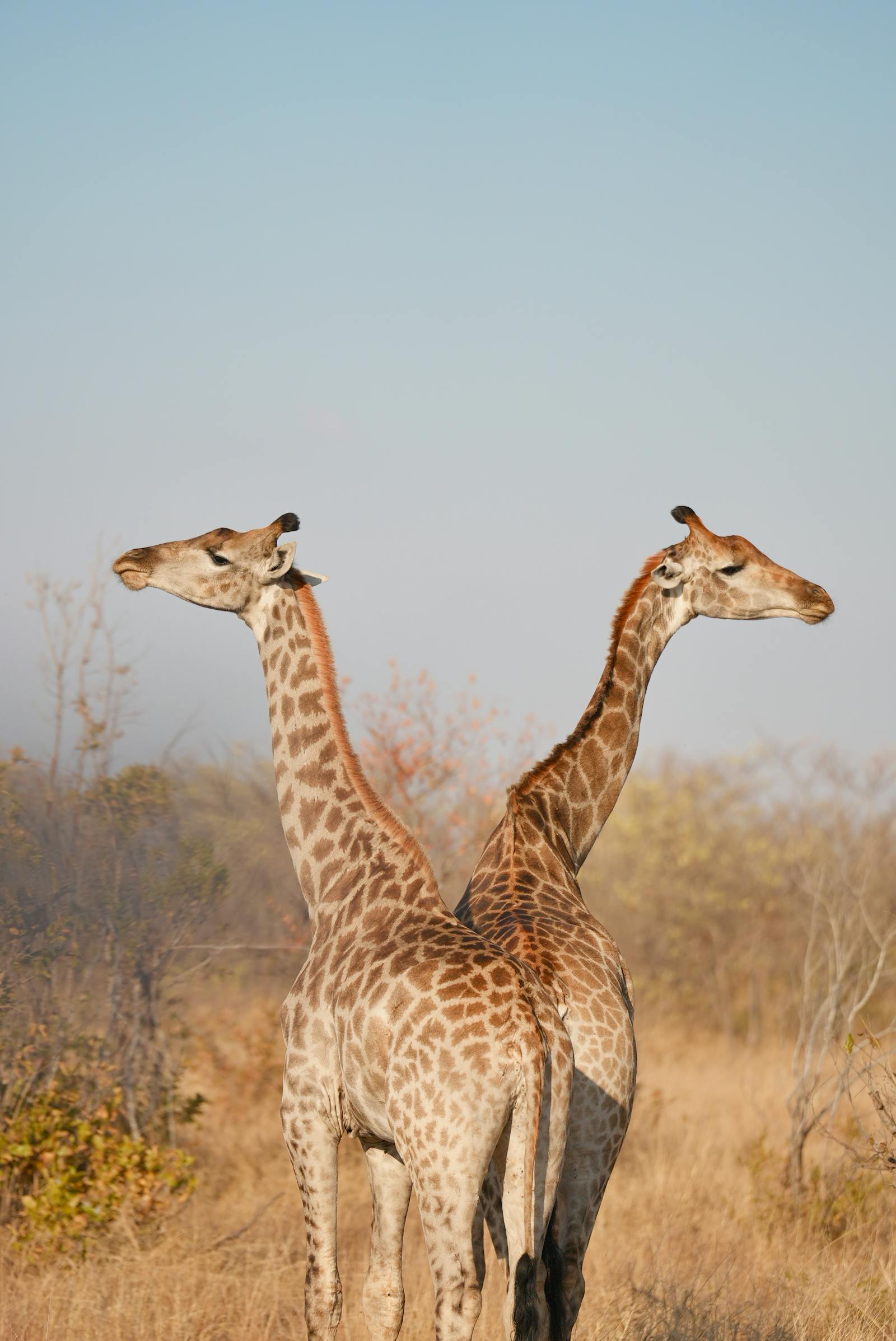 Giraffes Photos, Download The BEST Free Giraffes Stock Photos & HD Images