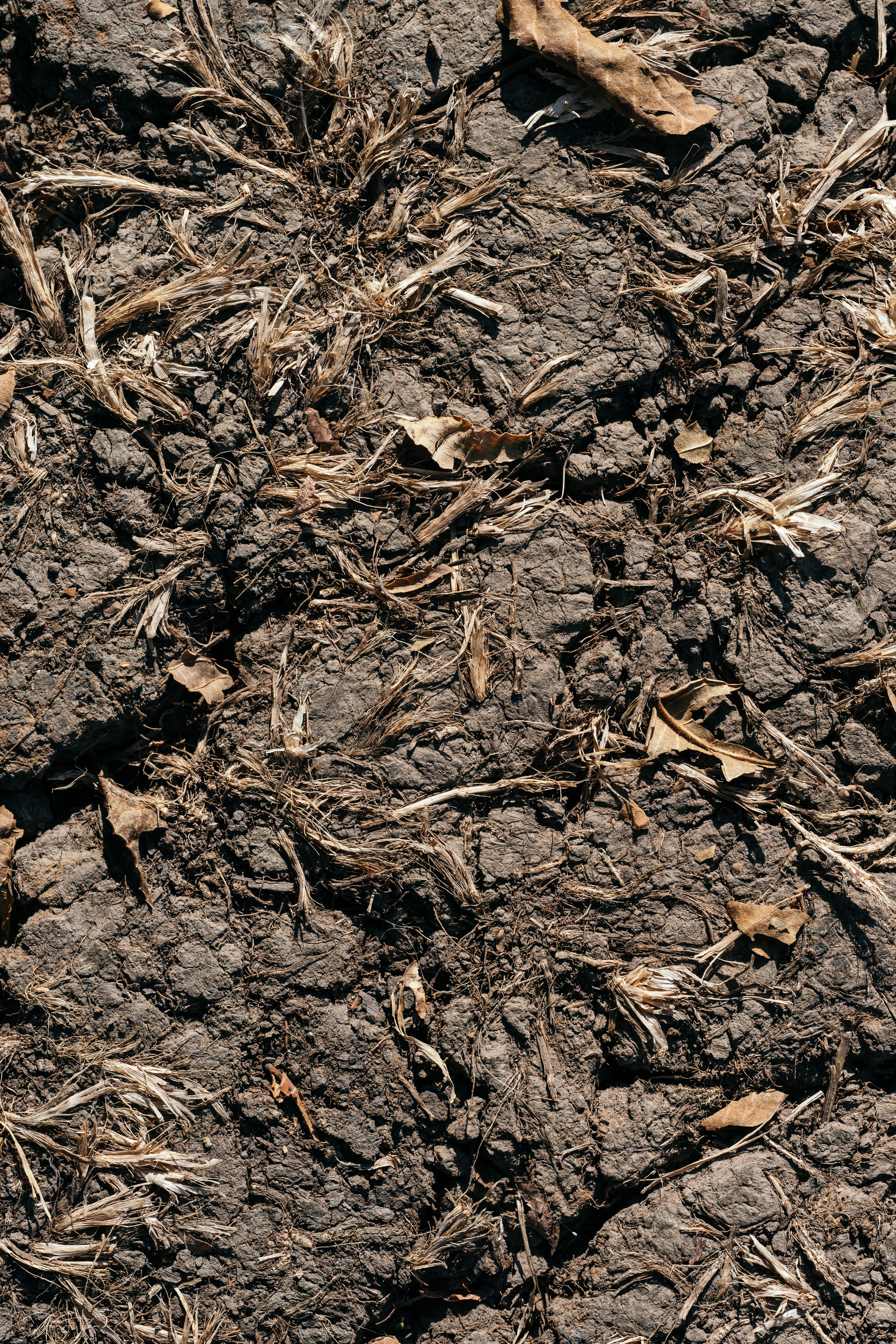 Cracked Dry Earth with Dead Leaves and Grass · Free Stock Photo