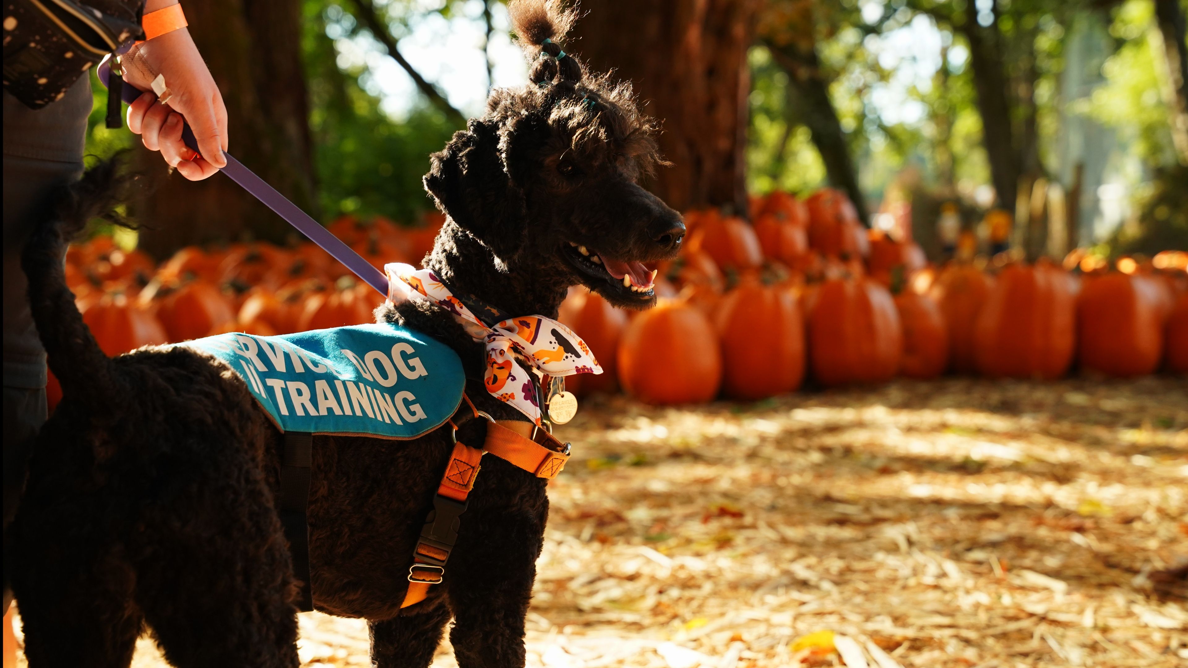Service Dog in Training at Pumpkin Patch · Free Stock Photo