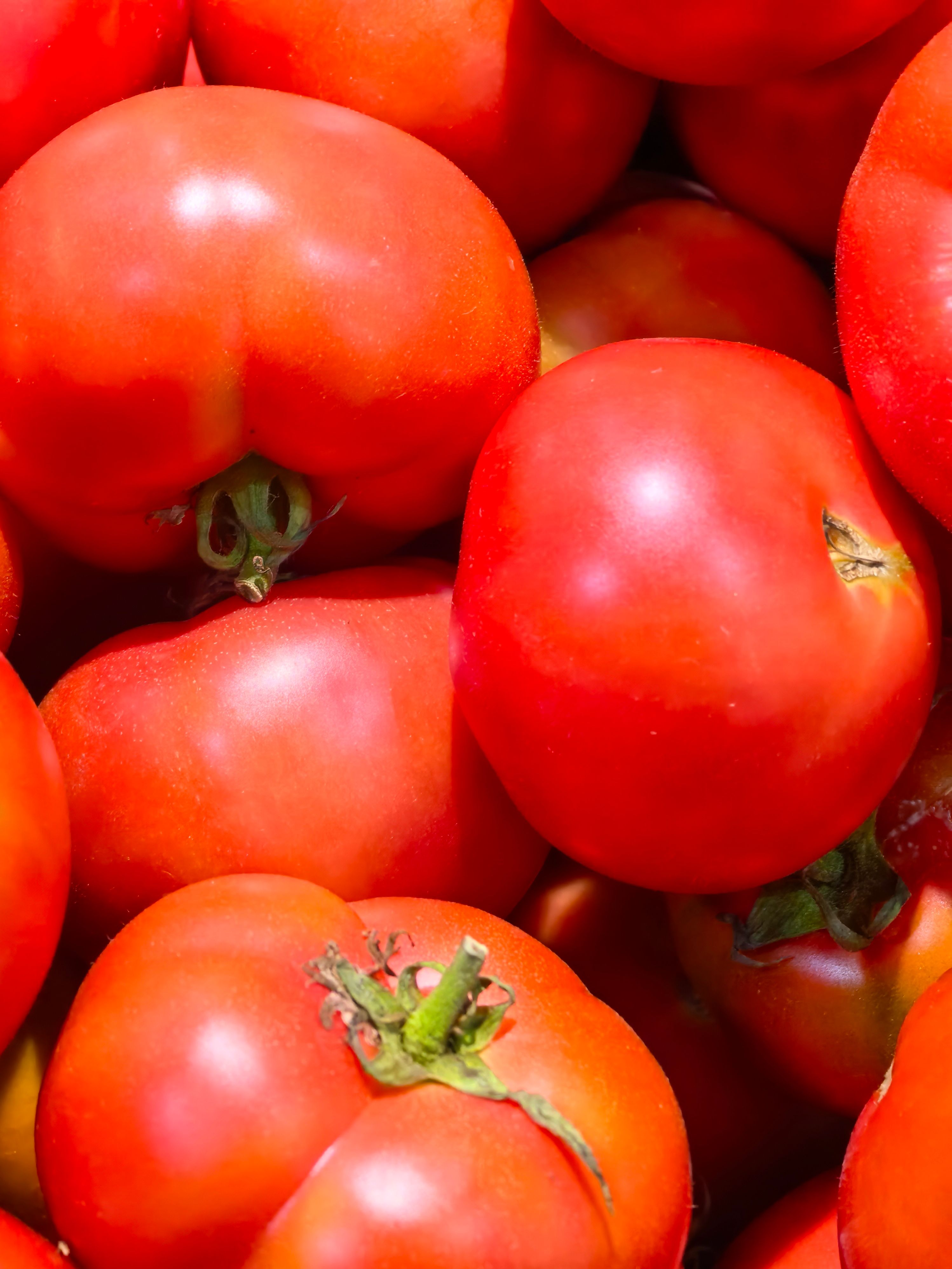 Tomato Plant Photos, Download The BEST Free Tomato Plant Stock Photos ...