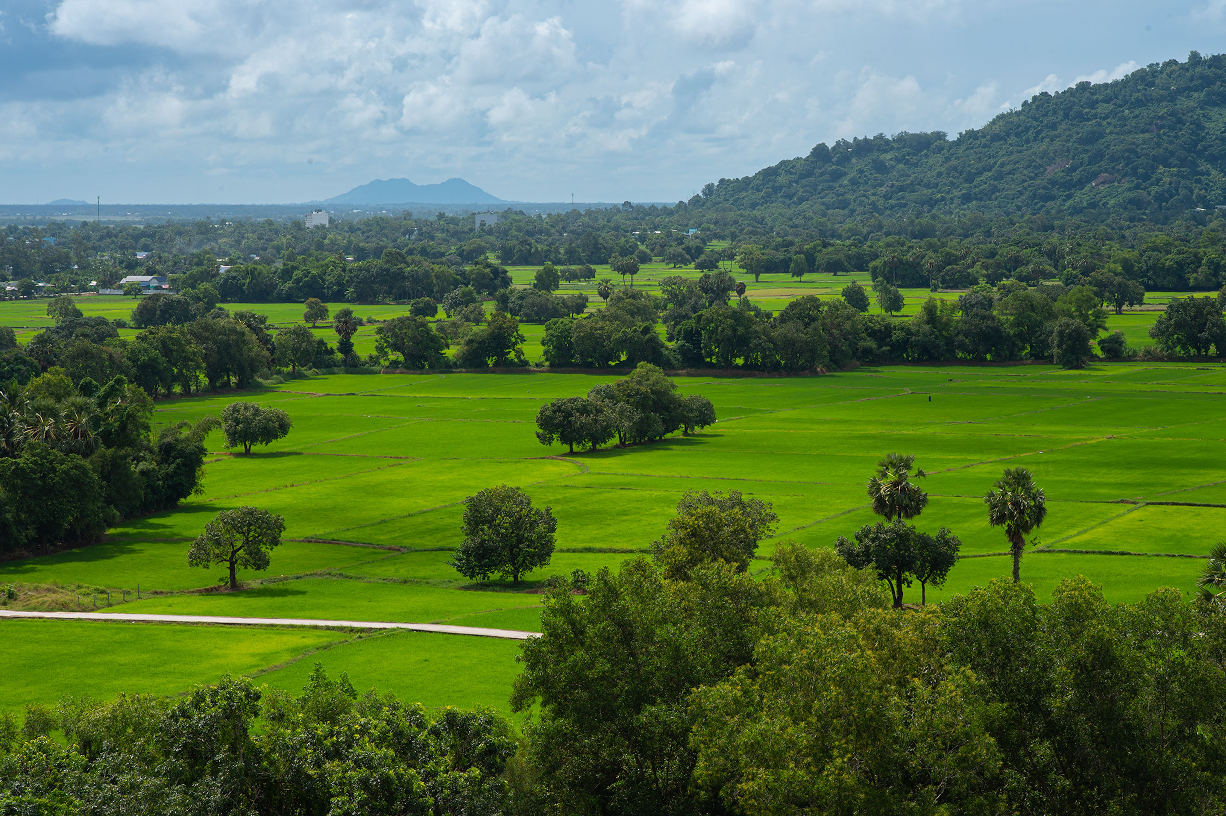 Scenic Green Rice Fields in An Giang, Vietnam · Free Stock Photo