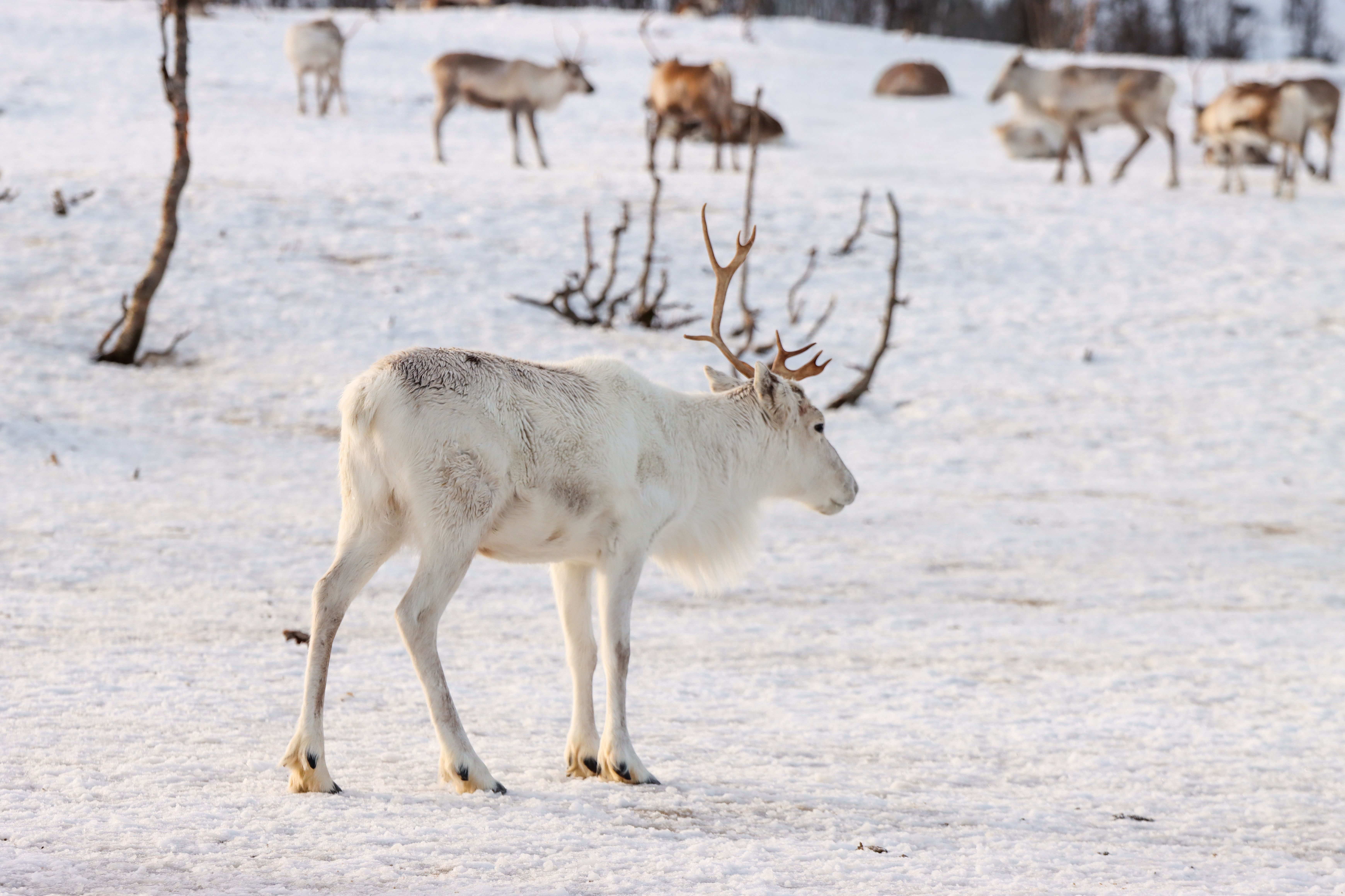 1,000+ Best Reindeer Photos · 100% Free Download · Pexels Stock Photos