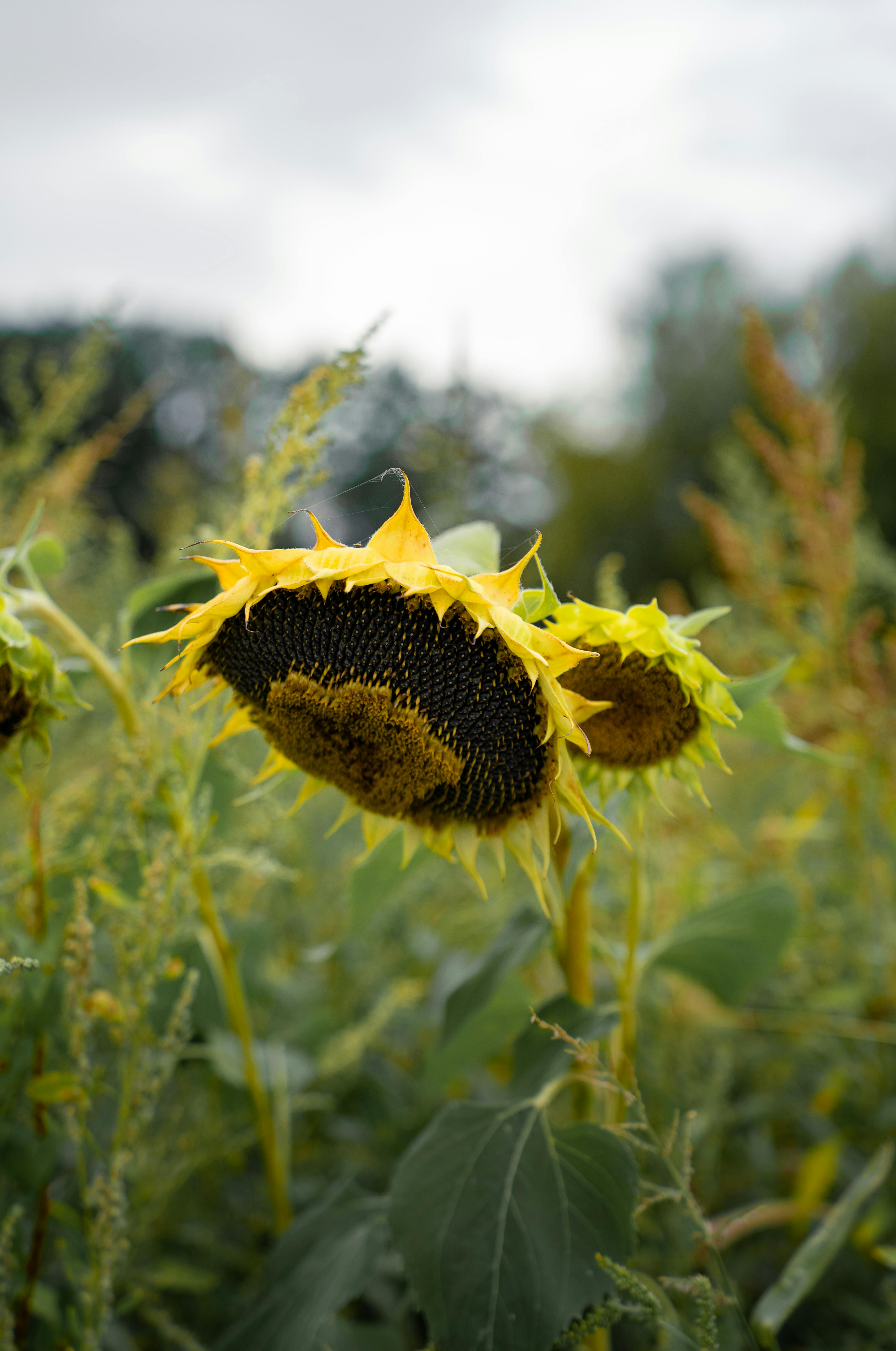 20+ Bloop+droop+groop Bilder und Fotos · Kostenlos Downloaden · Pexels ...