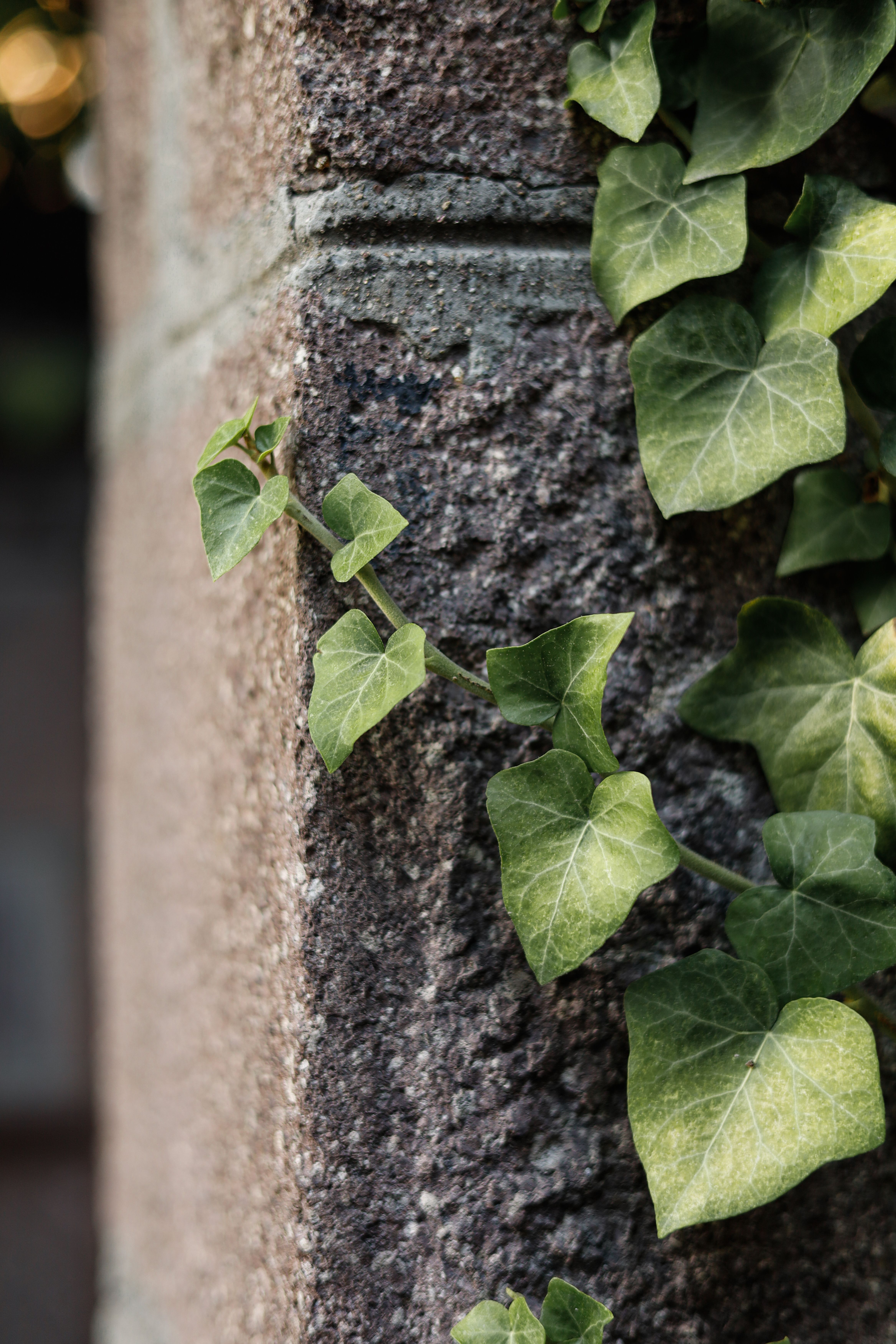 Ivy Vines on a Stone Wall in Natural Light · Free Stock Photo