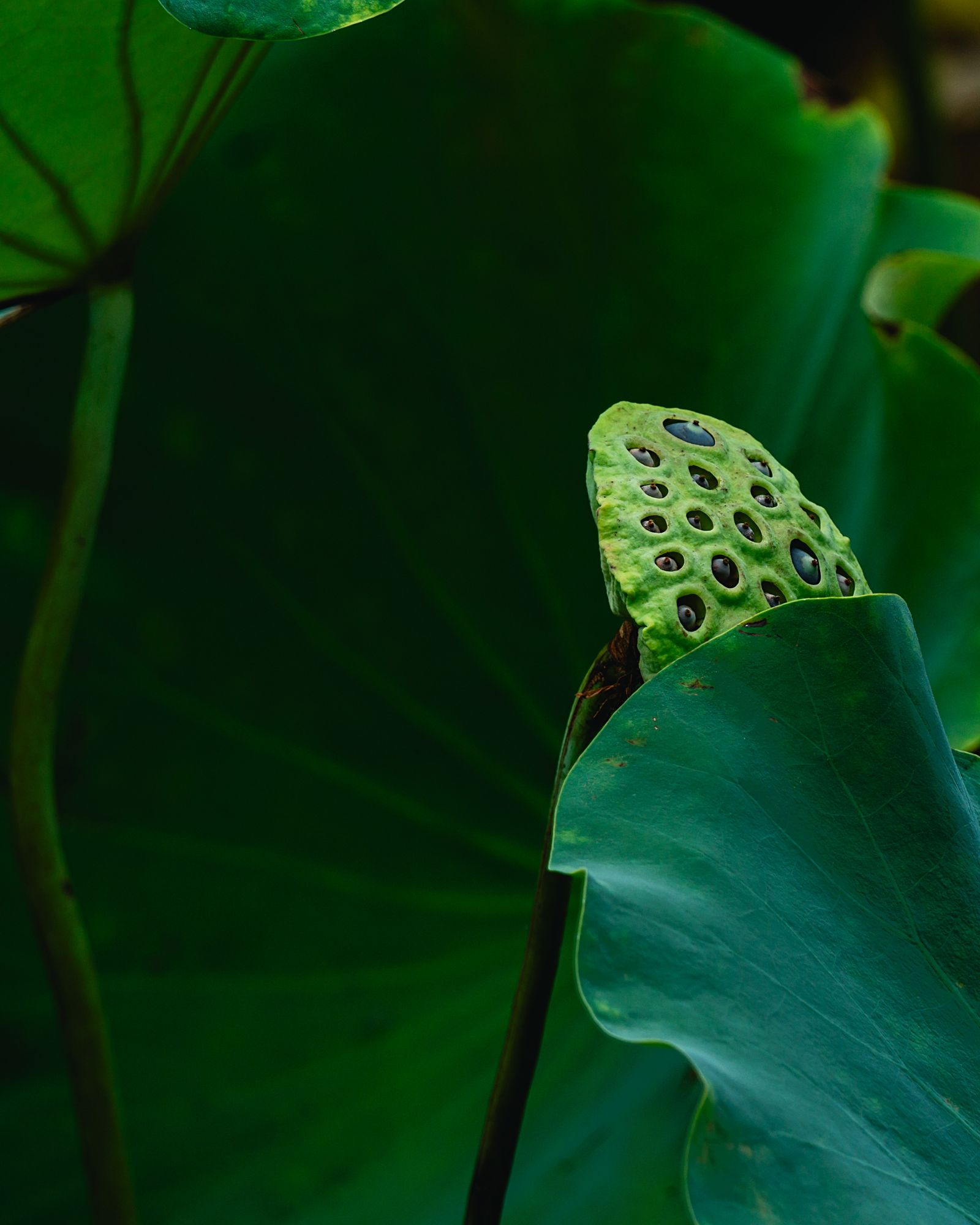 Pod Photos, Download The BEST Free Pod Stock Photos & HD Images