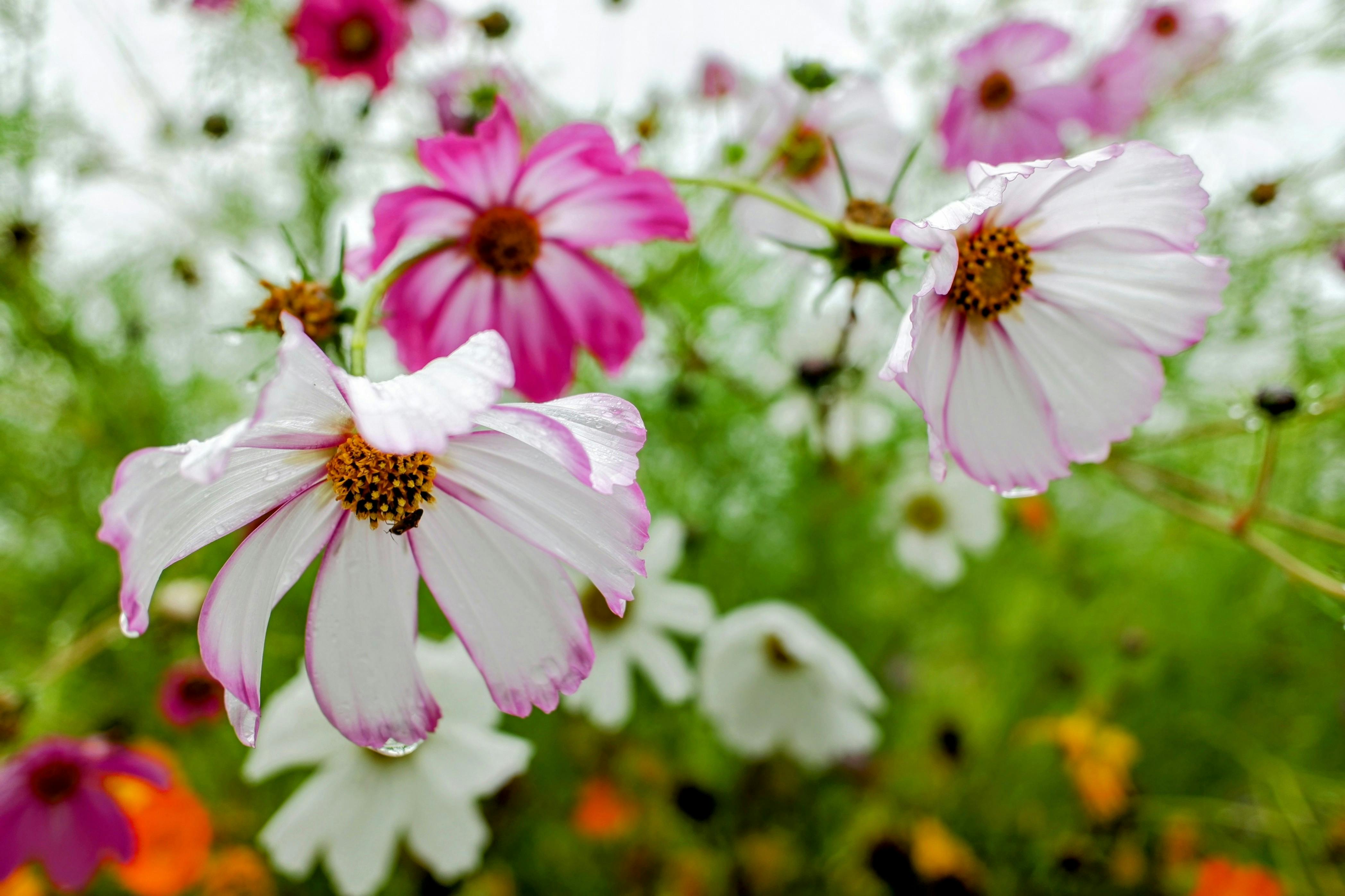 Hat+Kata+Photo Photos, Download The BEST Free Hat+Kata+Photo Stock ...