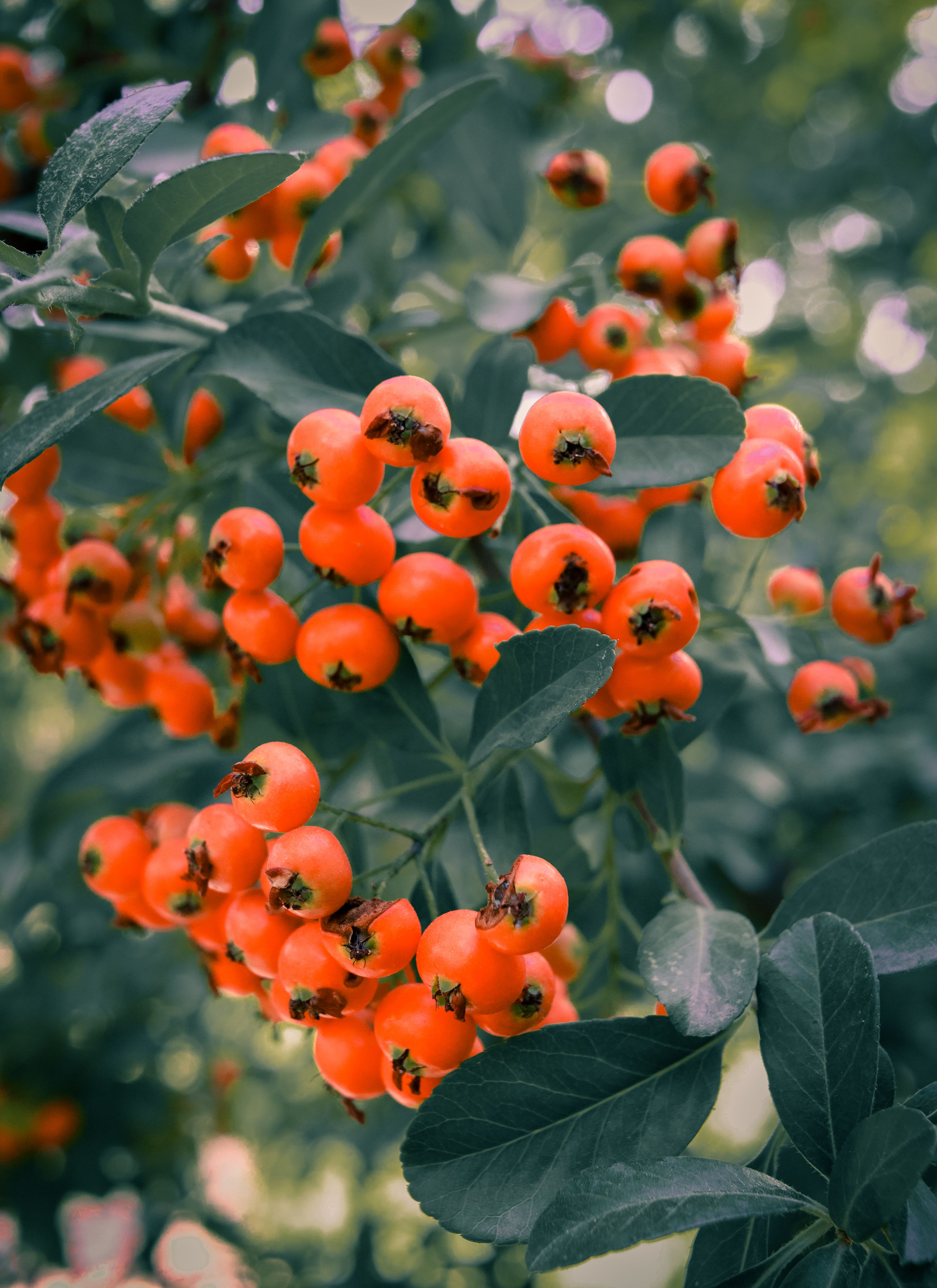 Vibrant Orange Berries on a Green Shrub · Free Stock Photo