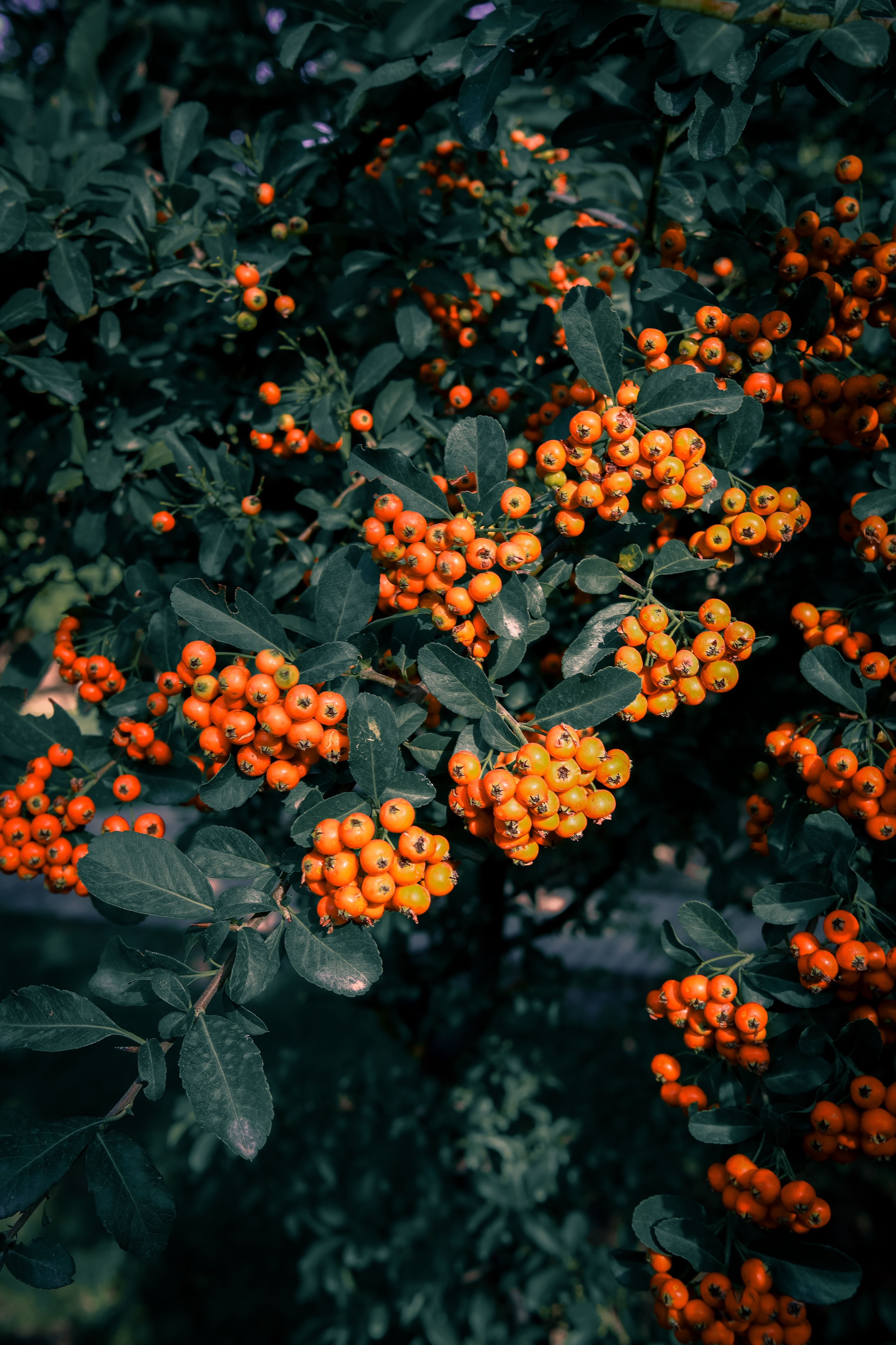 Selective Focus Photography of Orange Berries on Hand Palm Beside Berry ...