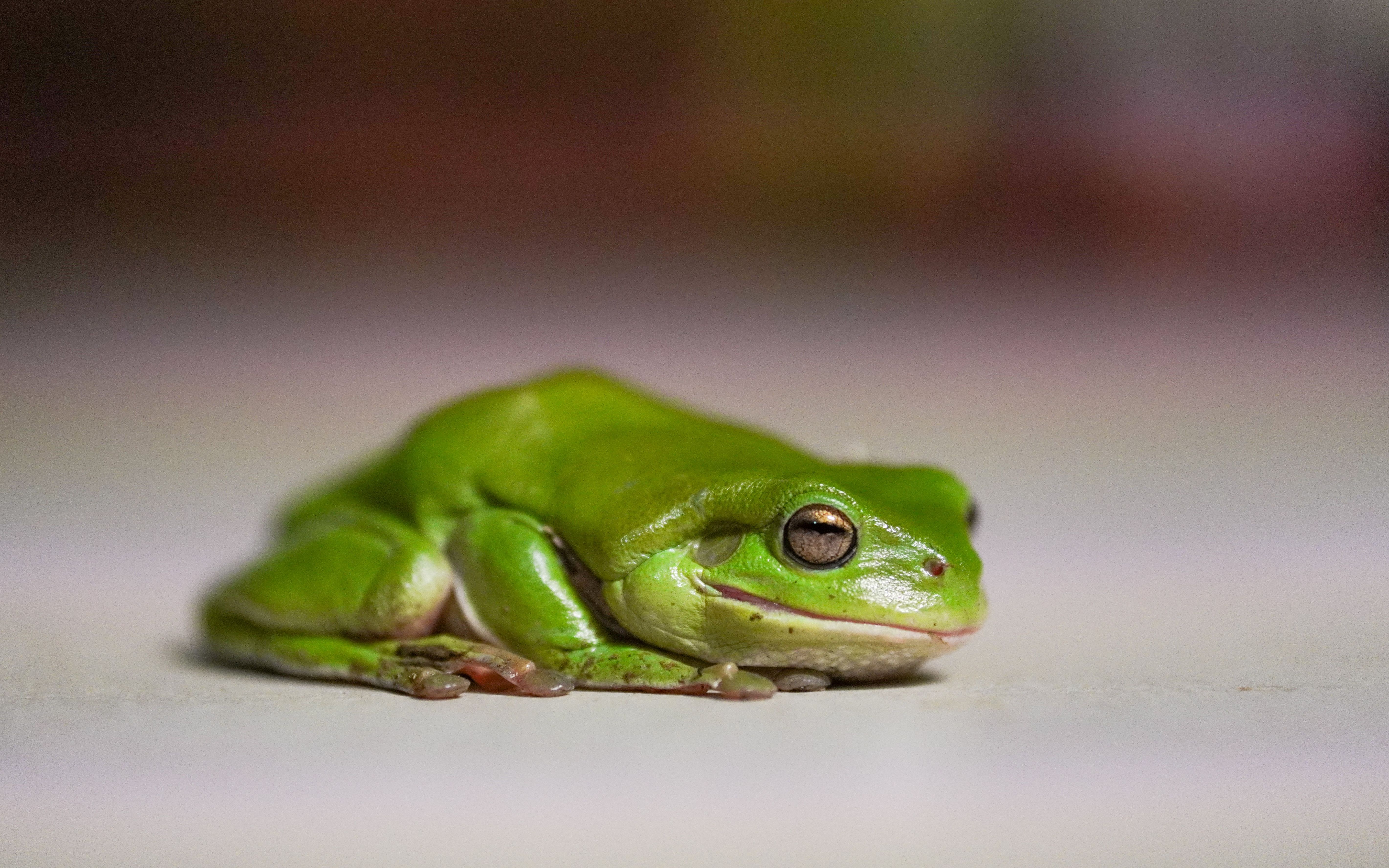 Close-up of a Green Tree Frog on Solid Surface · Free Stock Photo