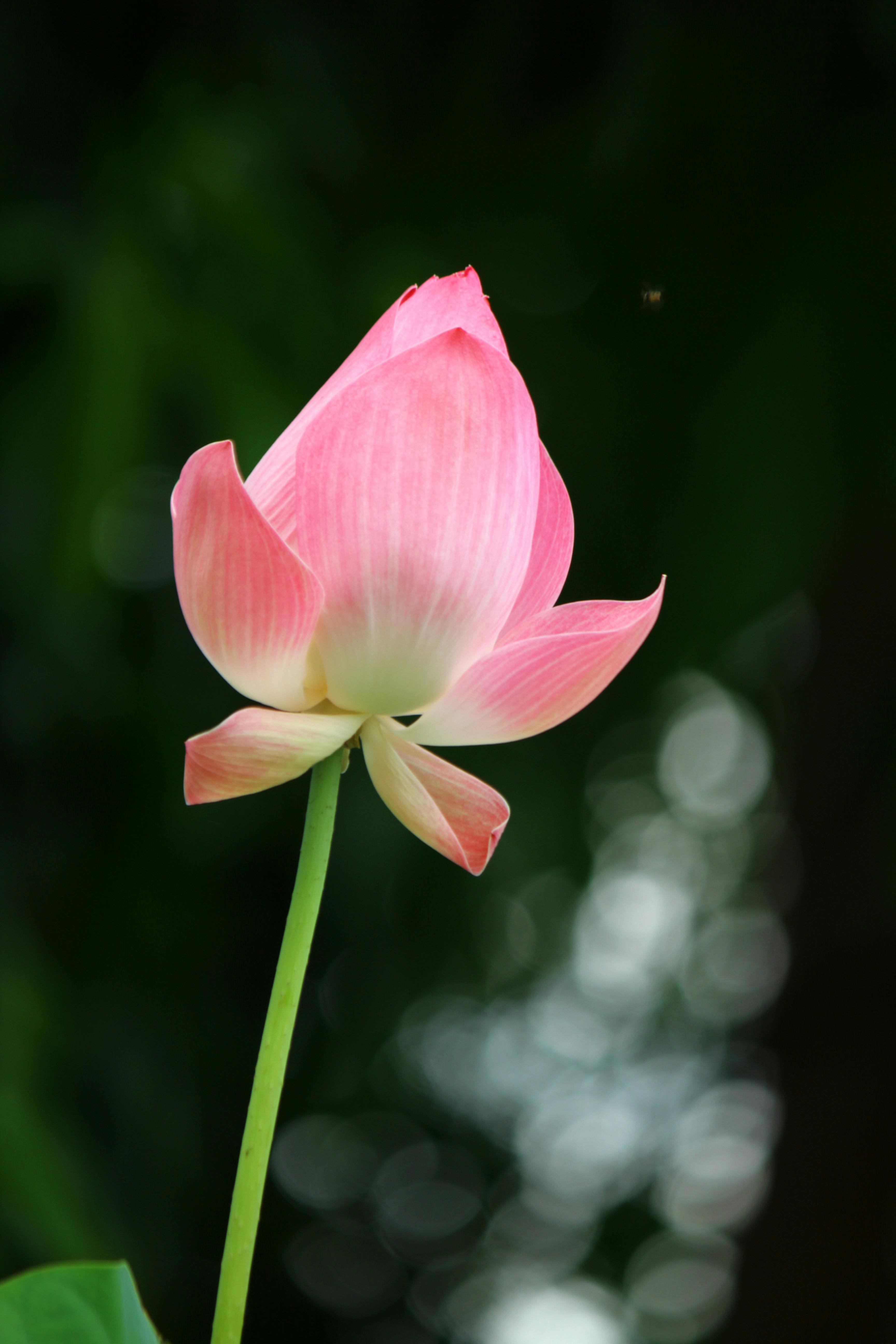 Without Color Photos, Download The BEST Free Without Color Stock Photos ...