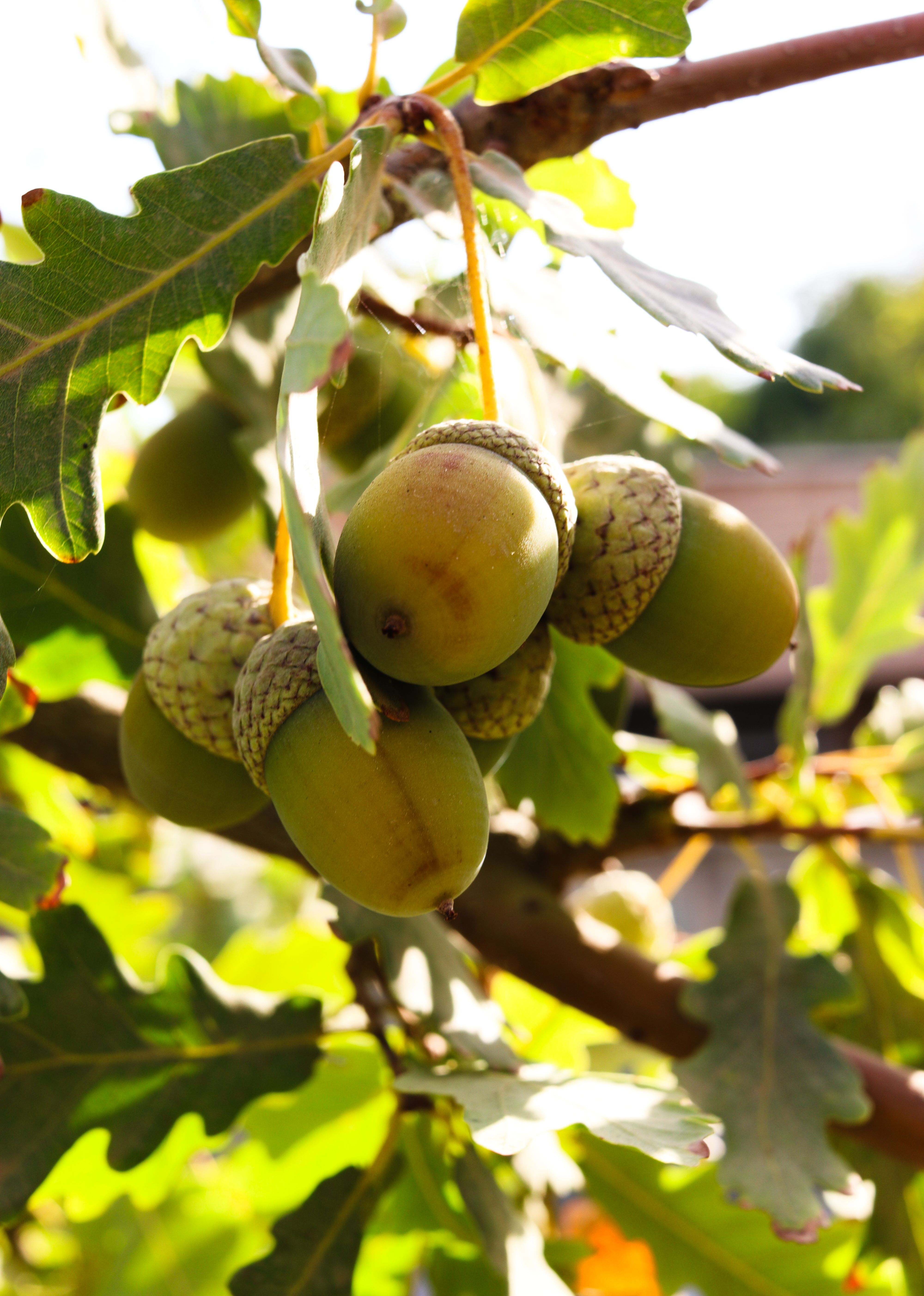 From Small Acorns Might Oaks Grow Photos, Download The BEST Free From ...