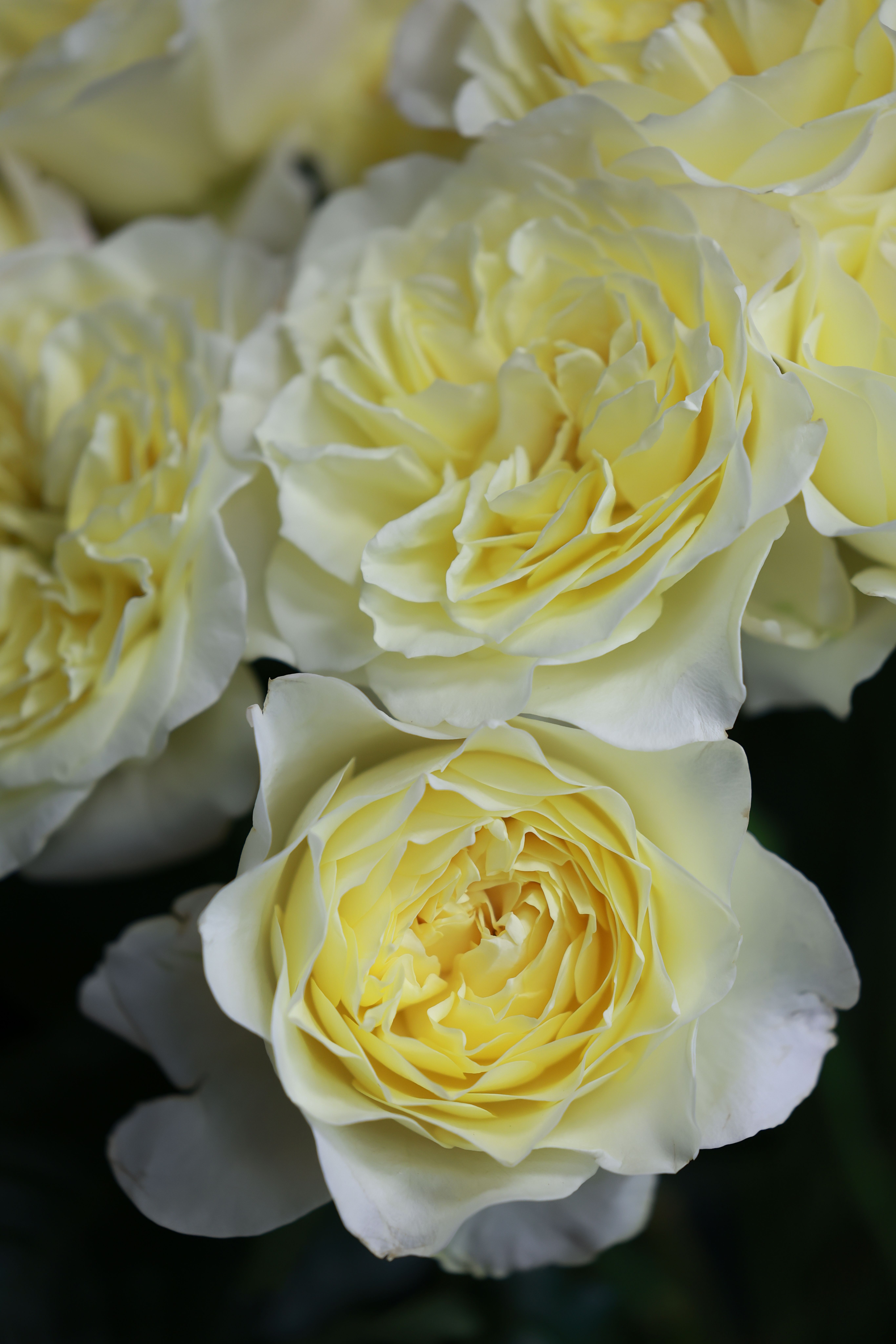 Pale Yellow Color Photos, Download The BEST Free Pale Yellow Color ...