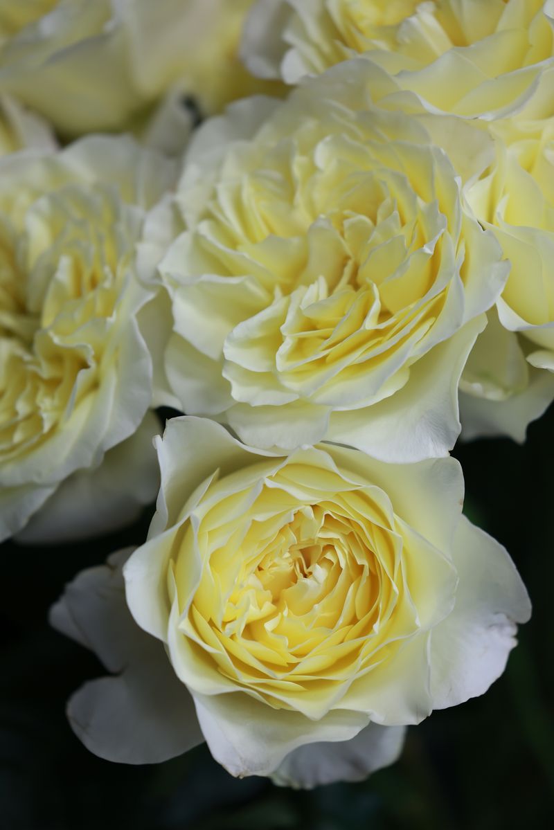 Pale Yellow Color Photos, Download The BEST Free Pale Yellow Color ...