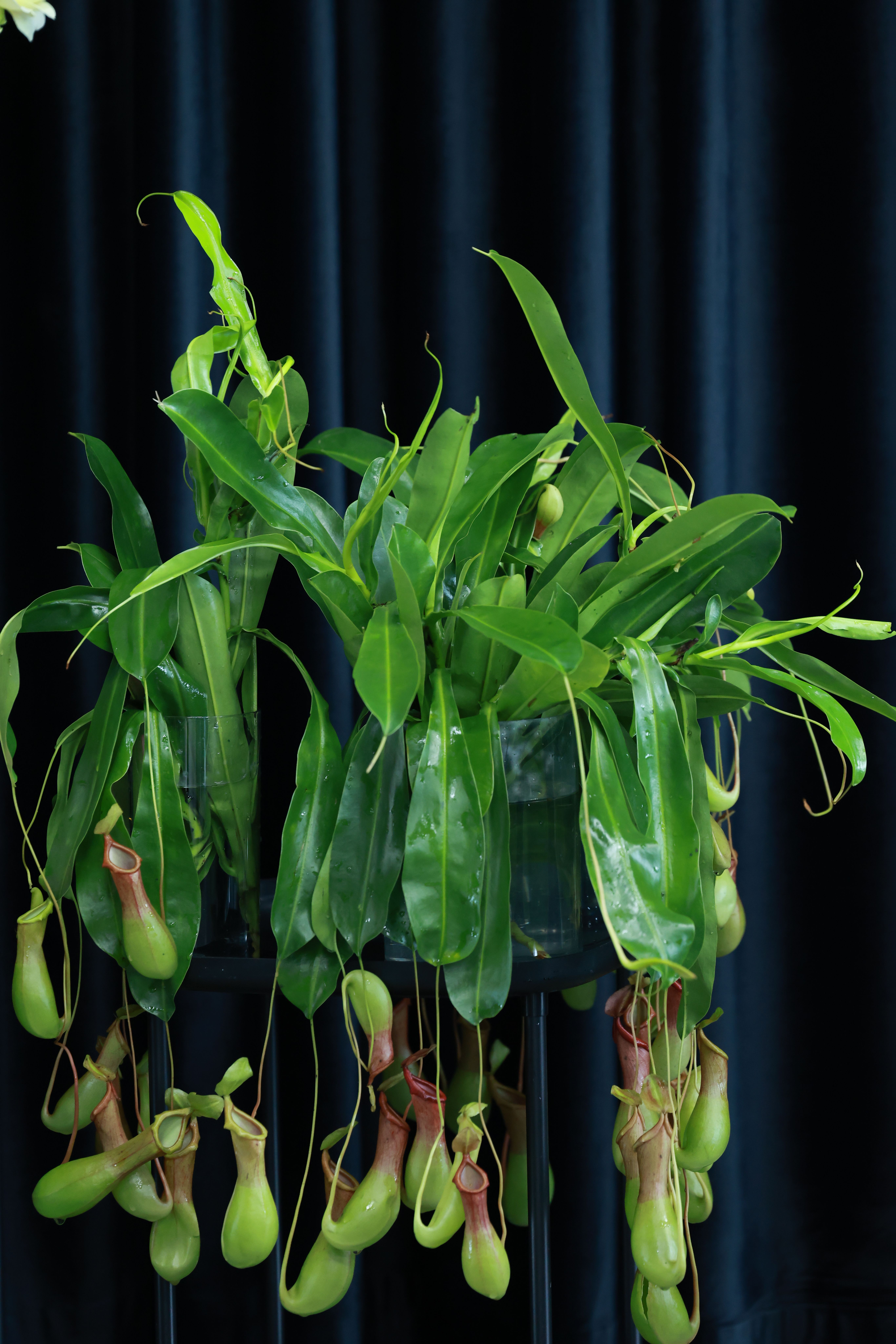 Pitcher Plant Photos, Download The BEST Free Pitcher Plant Stock Photos ...