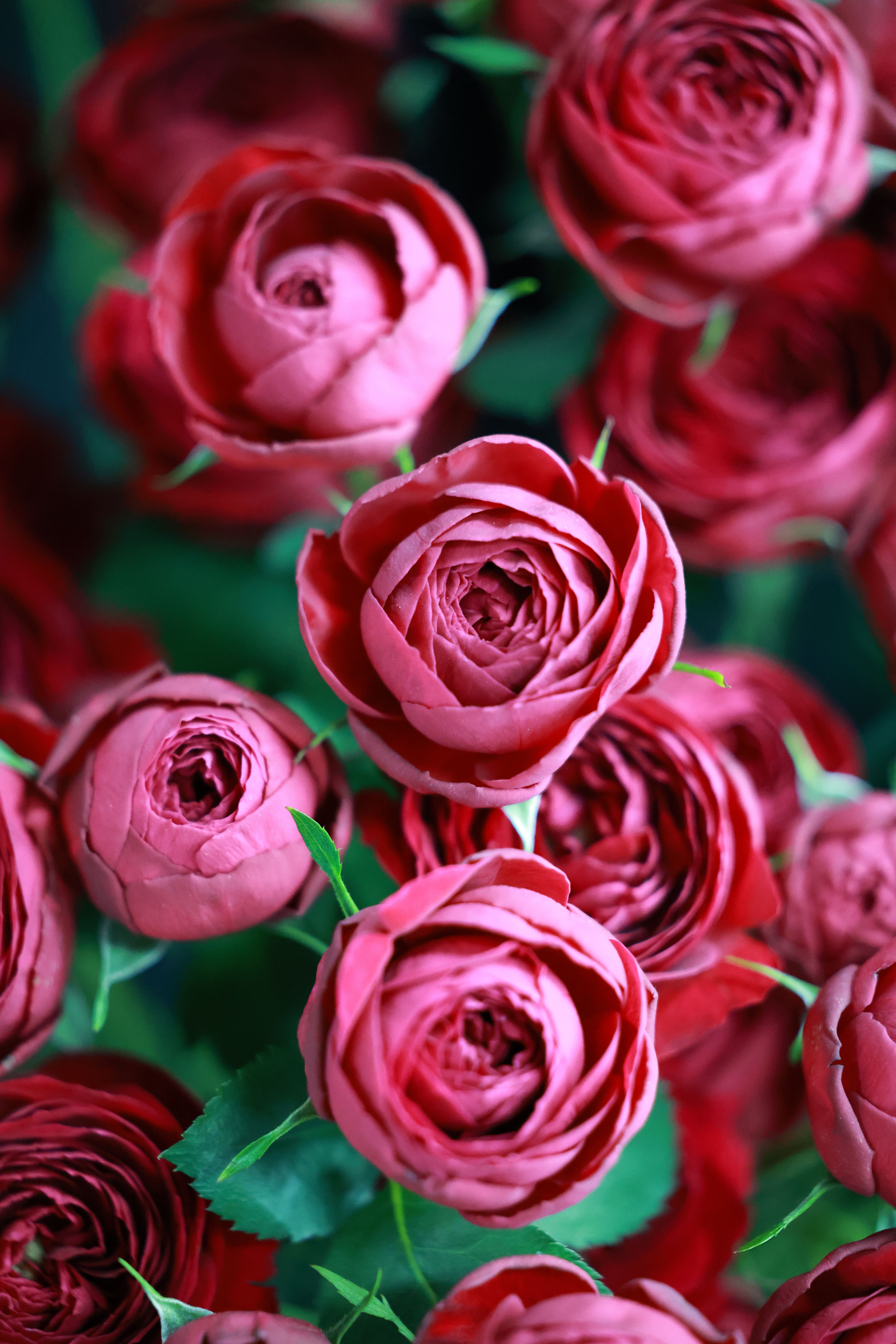 Paper Roses · Free Stock Photo