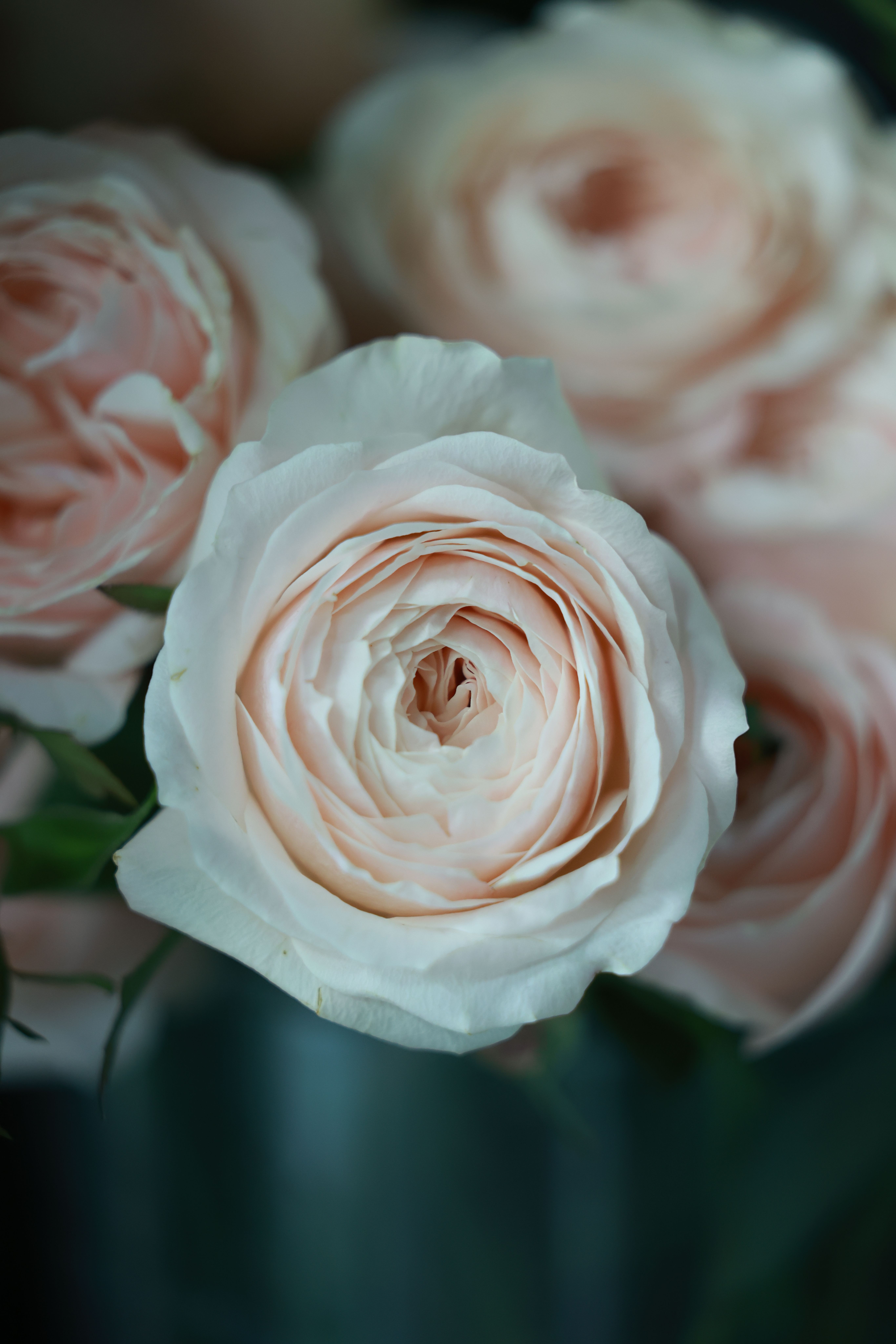 Bouquet of Beige Roses · Free Stock Photo