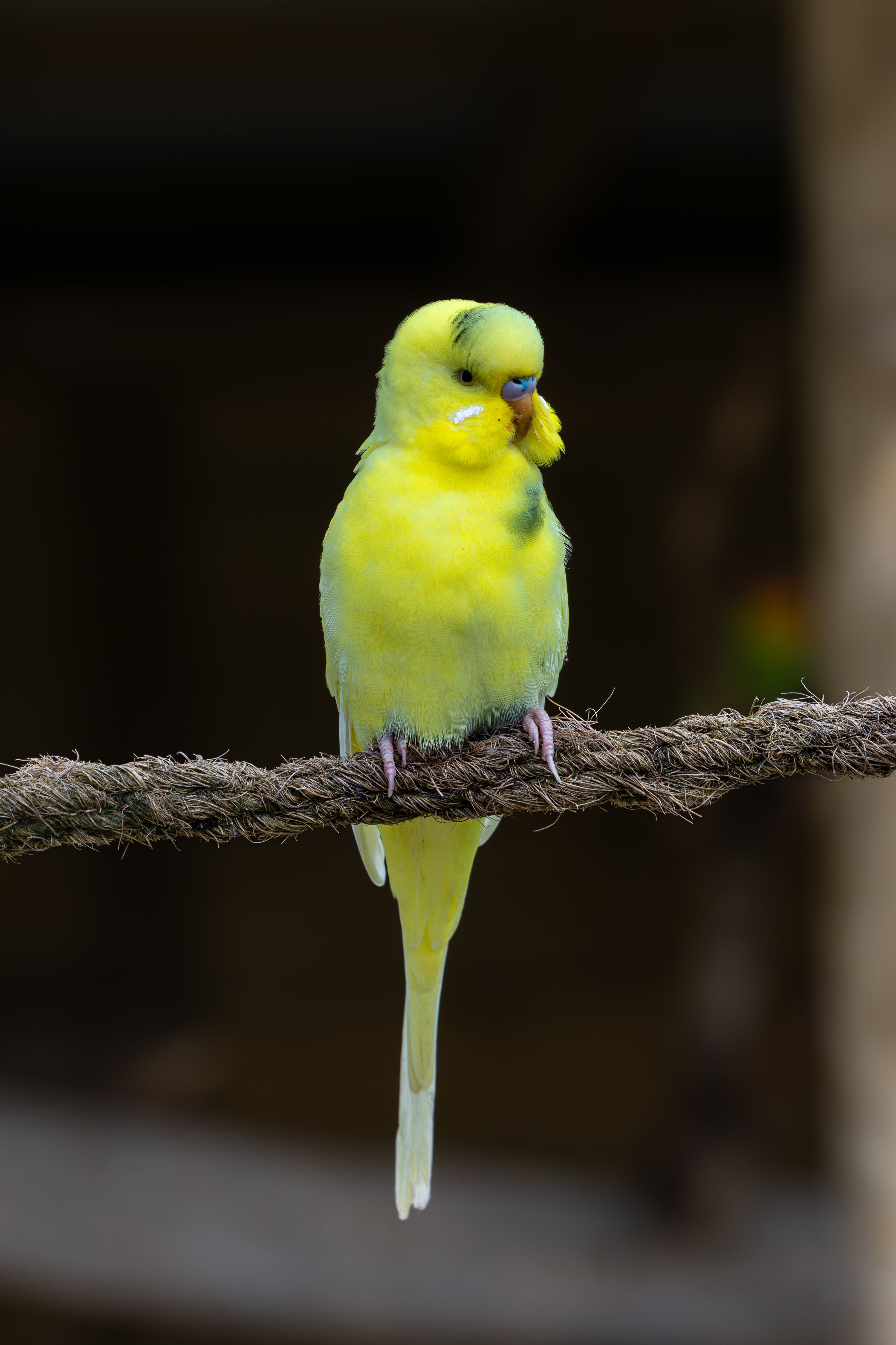 Close-up of a Yellow Parakeet on a Rope Perch · Free Stock Photo