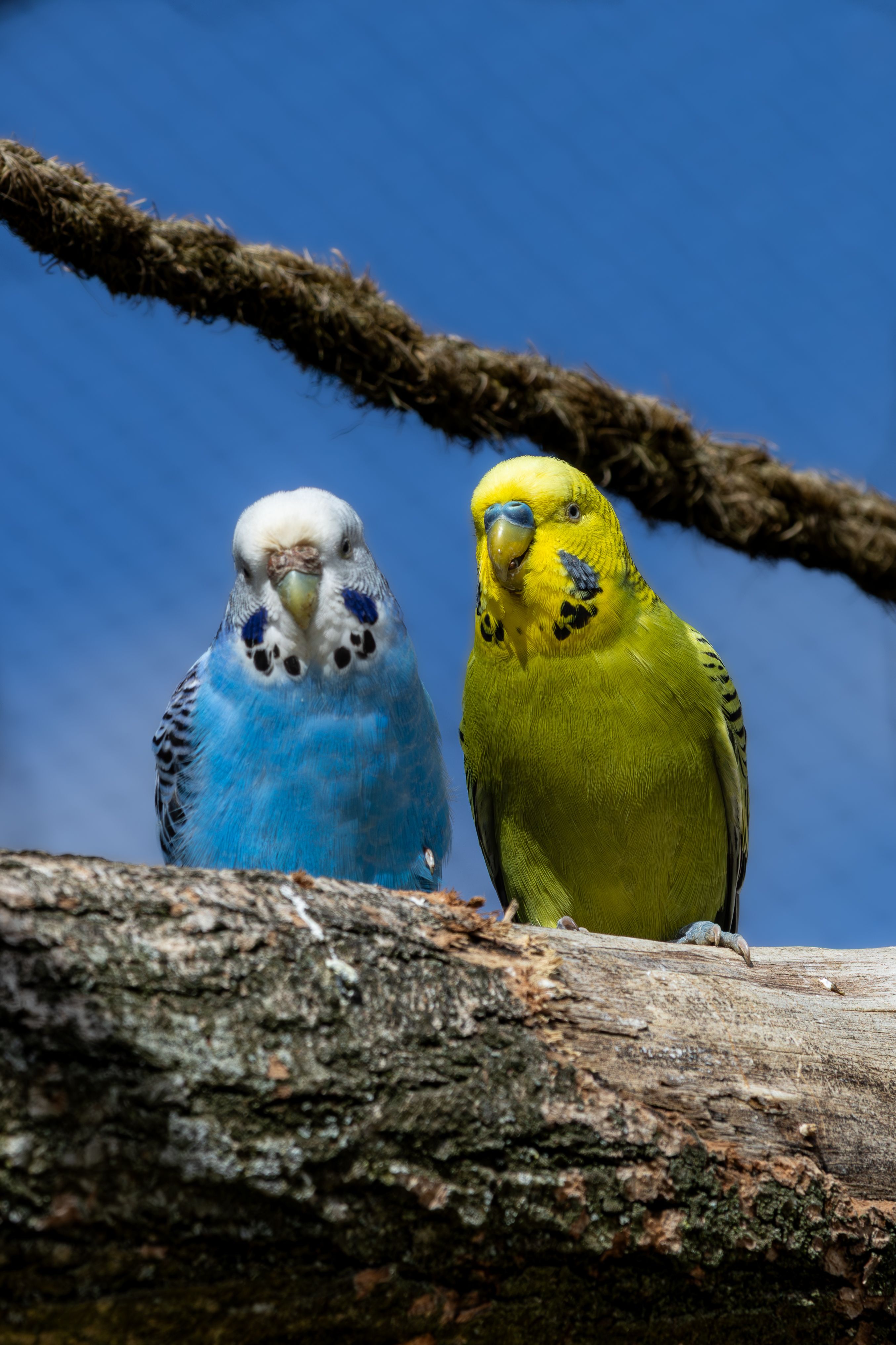 Parakeet Photos, Download The BEST Free Parakeet Stock Photos & HD Images