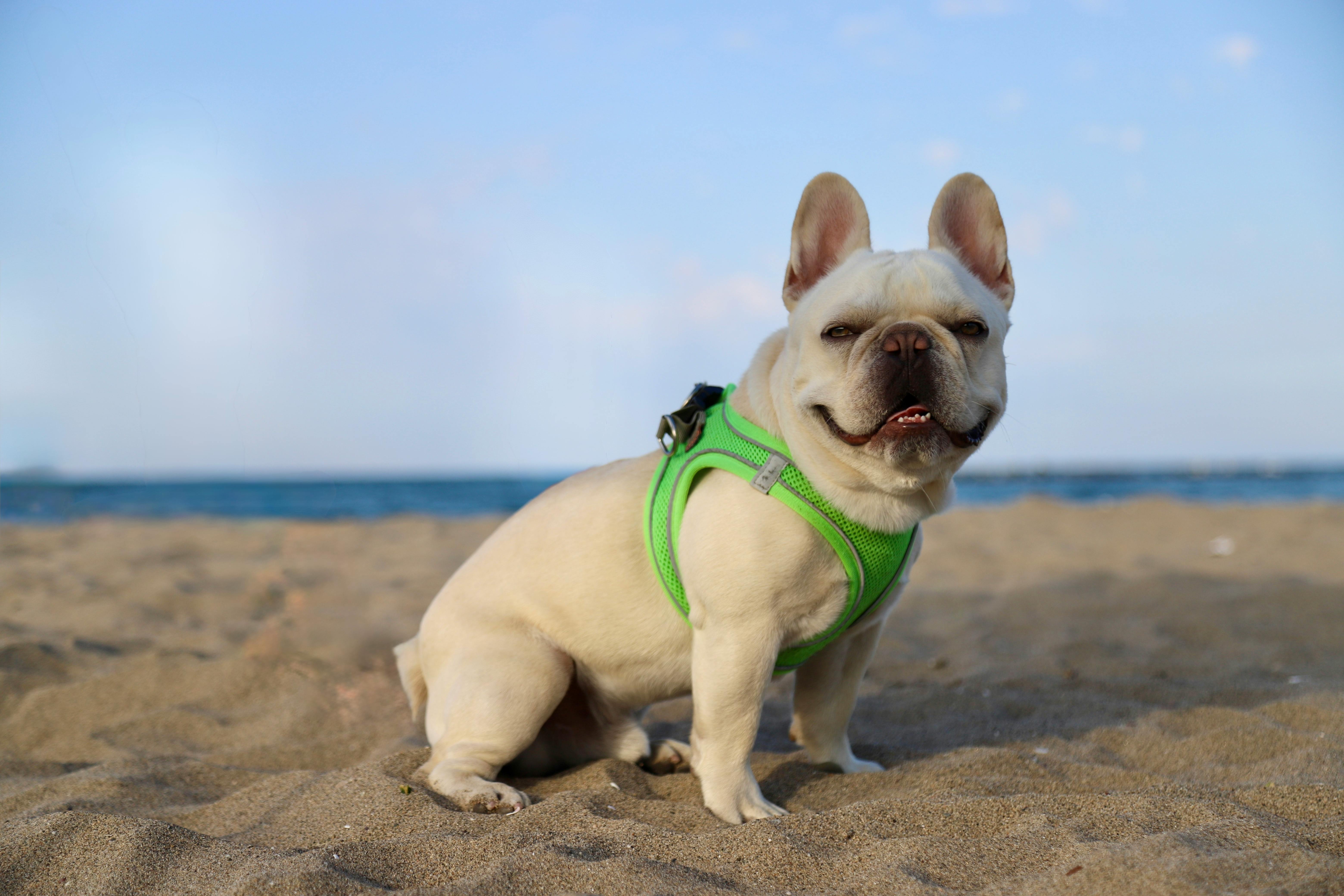 Dog Frenchie Photos, Download The BEST Free Dog Frenchie Stock Photos ...