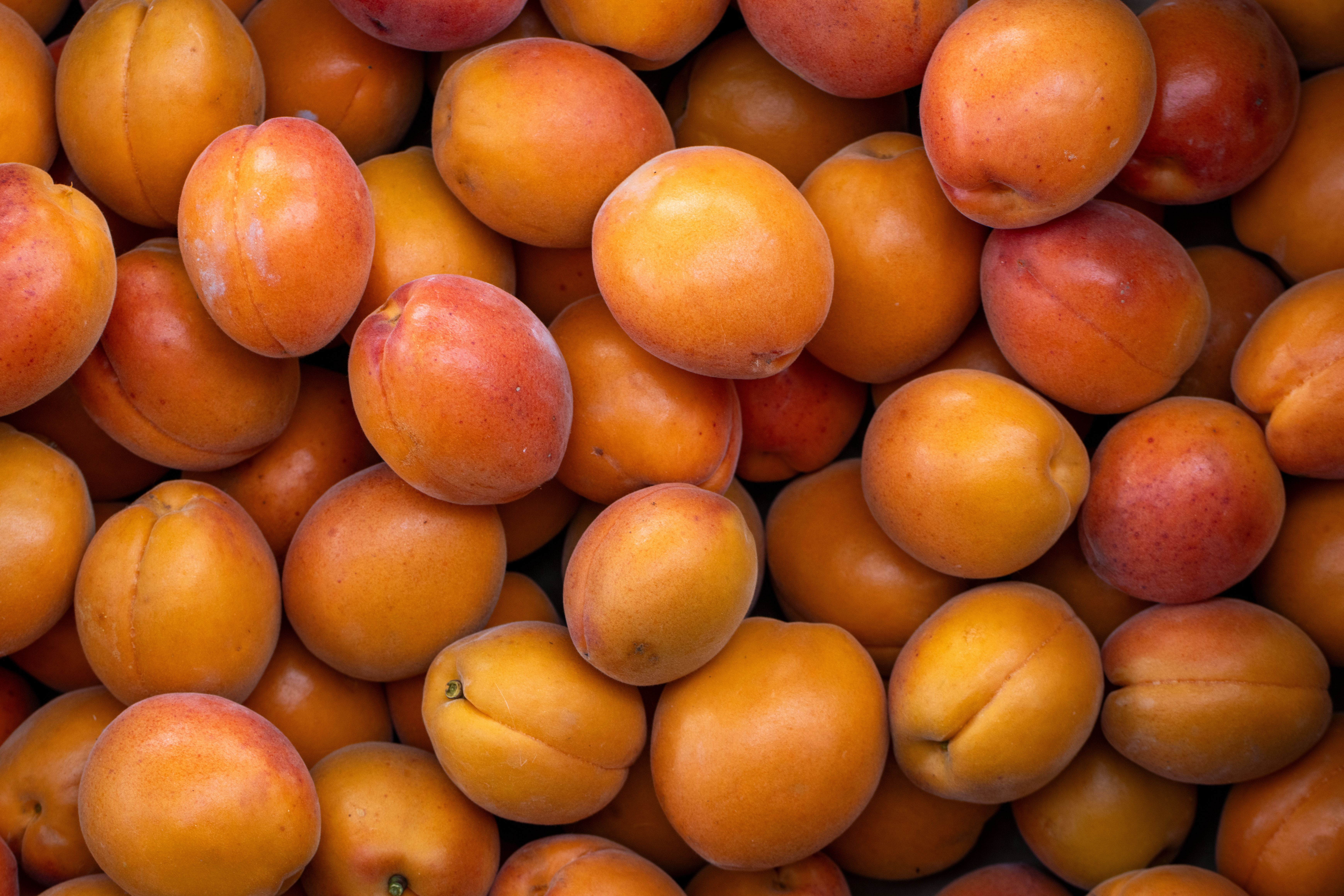 Fresh Ripe Apricots Clustered Together · Free Stock Photo