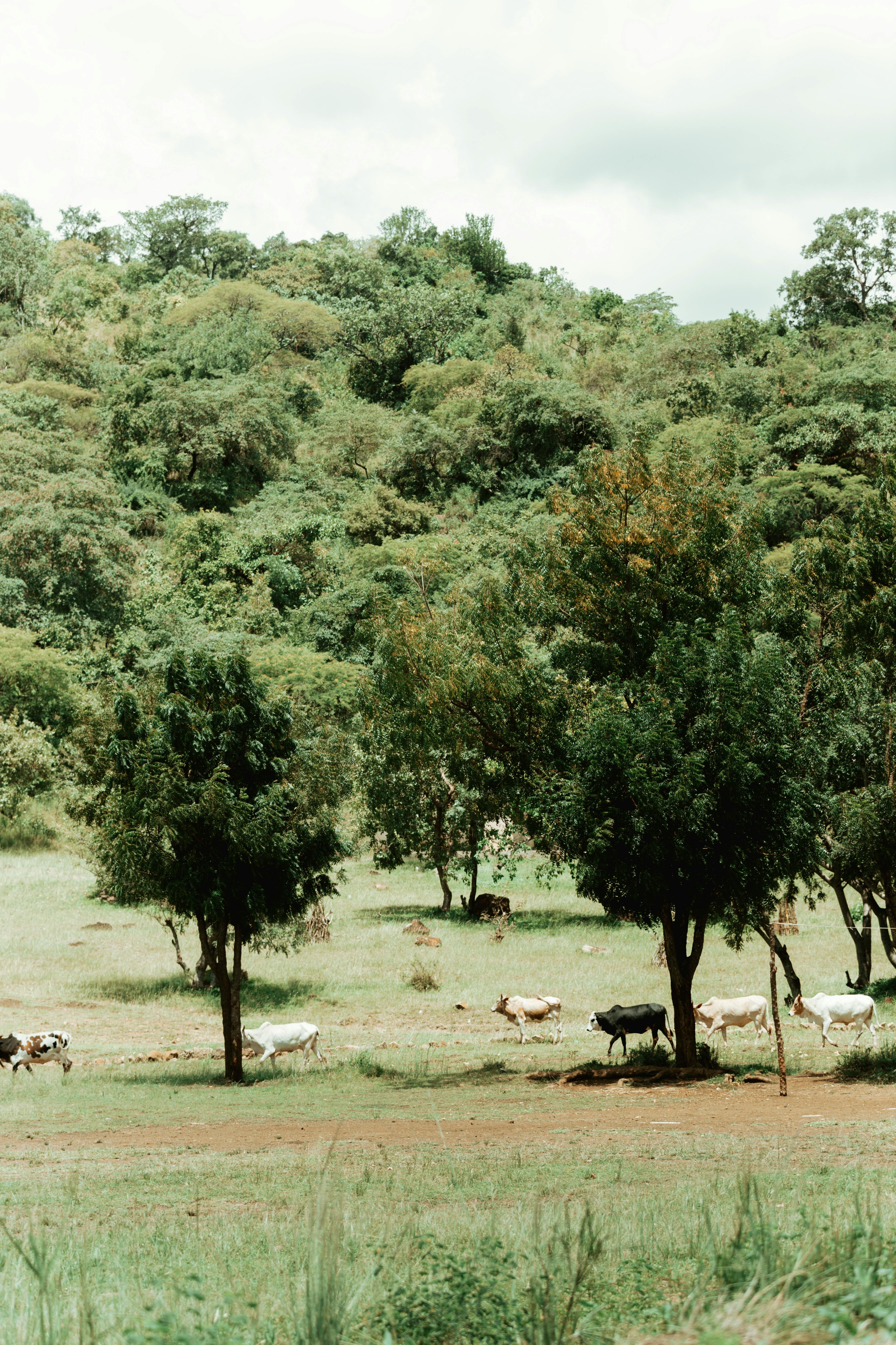 African Trees Photos, Download The BEST Free African Trees Stock Photos ...