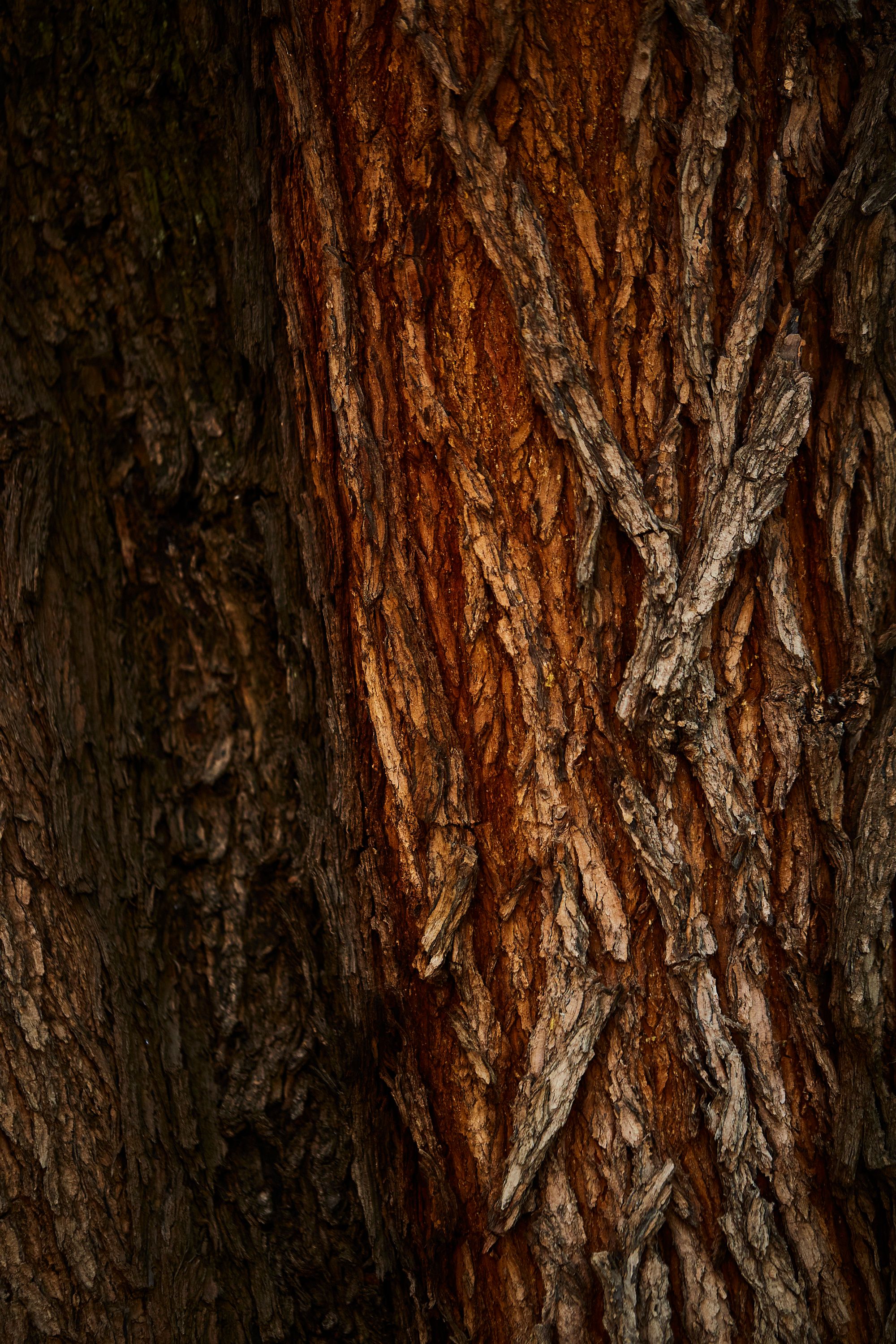 Textured bark of tree growing in forest in daytime · Free Stock Photo