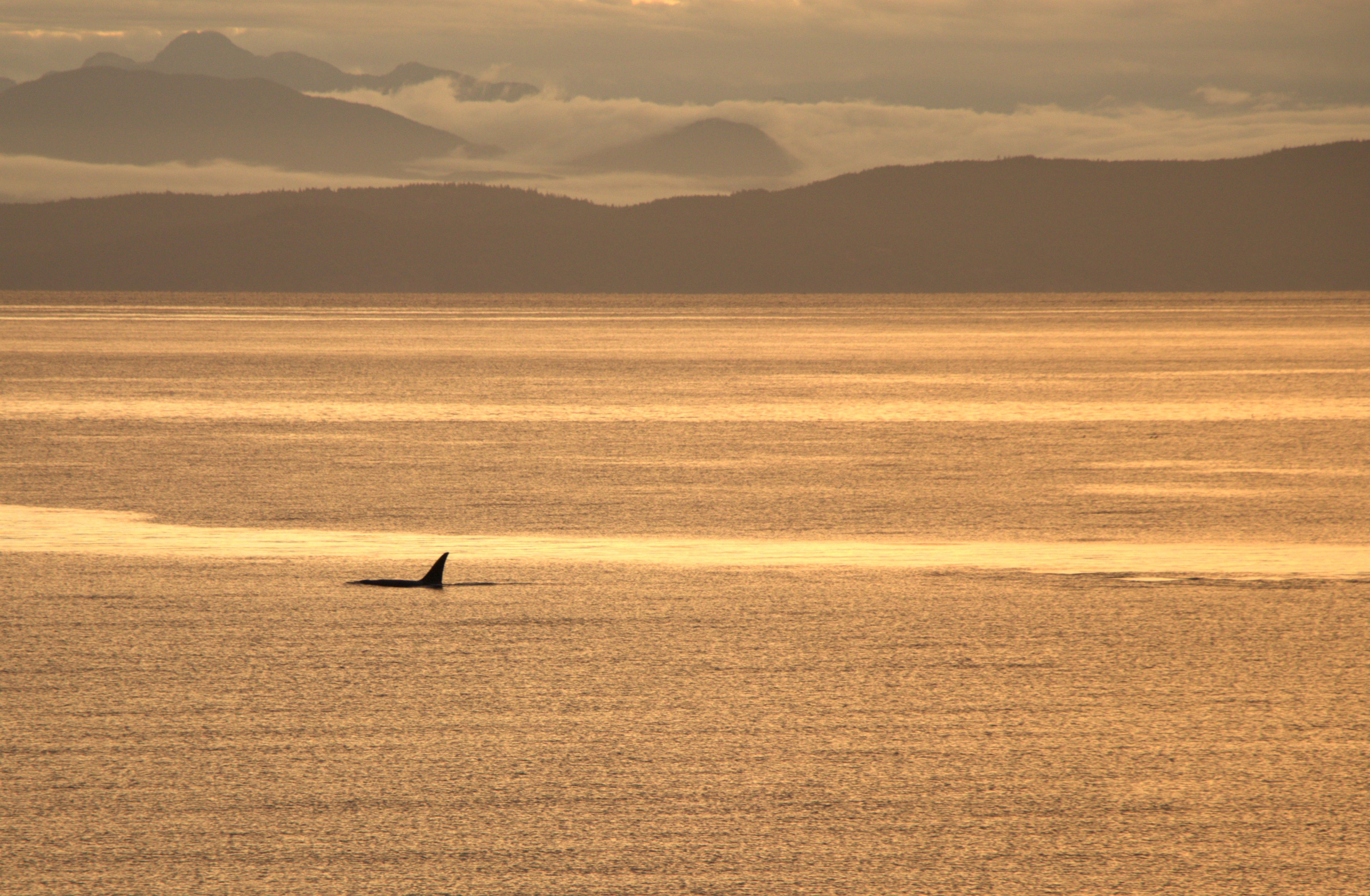 Stunning Orca in A Golden Ocean at Sunrise · Free Stock Photo