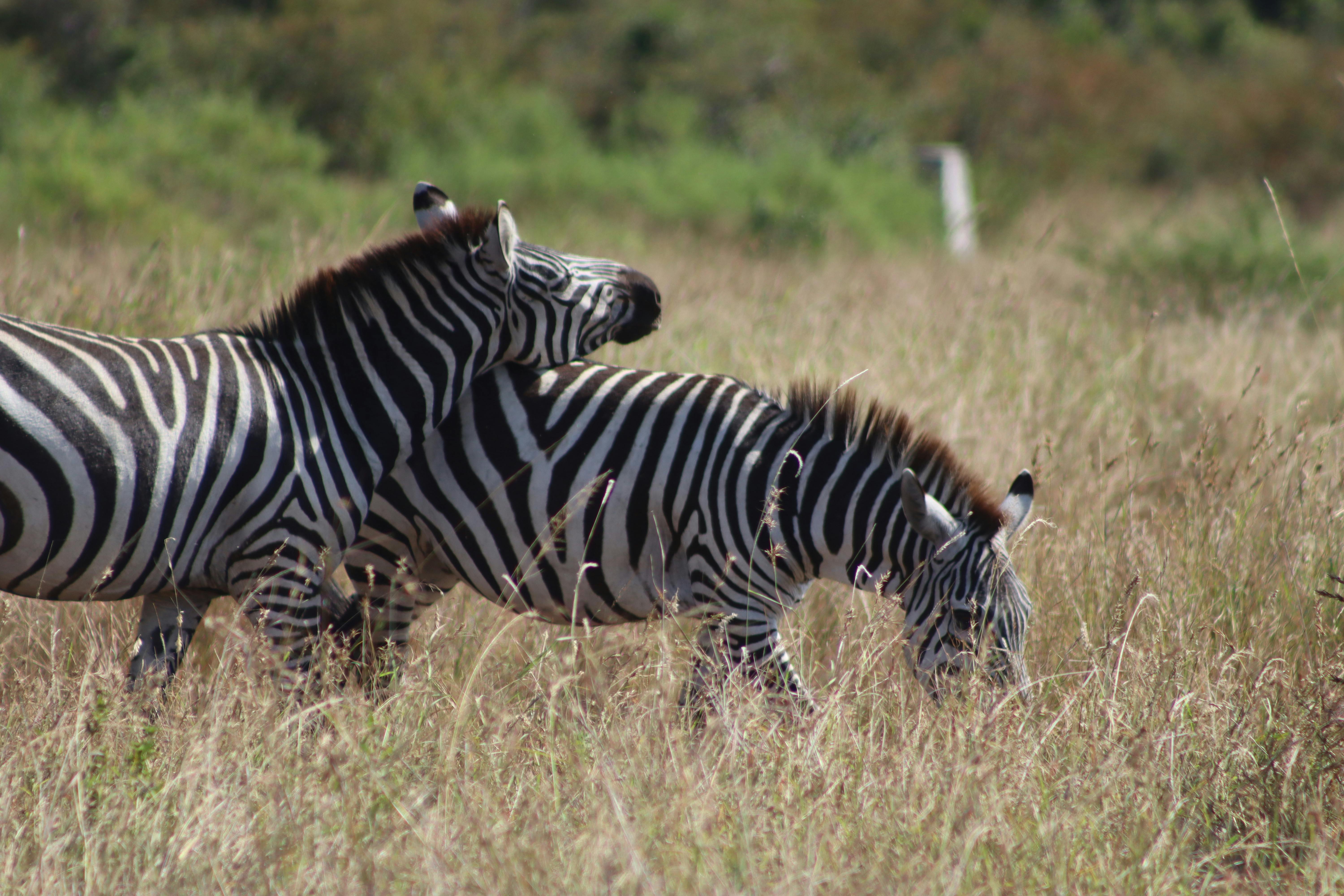 Two Zebras Grazing in Kenyan Grasslands · Free Stock Photo