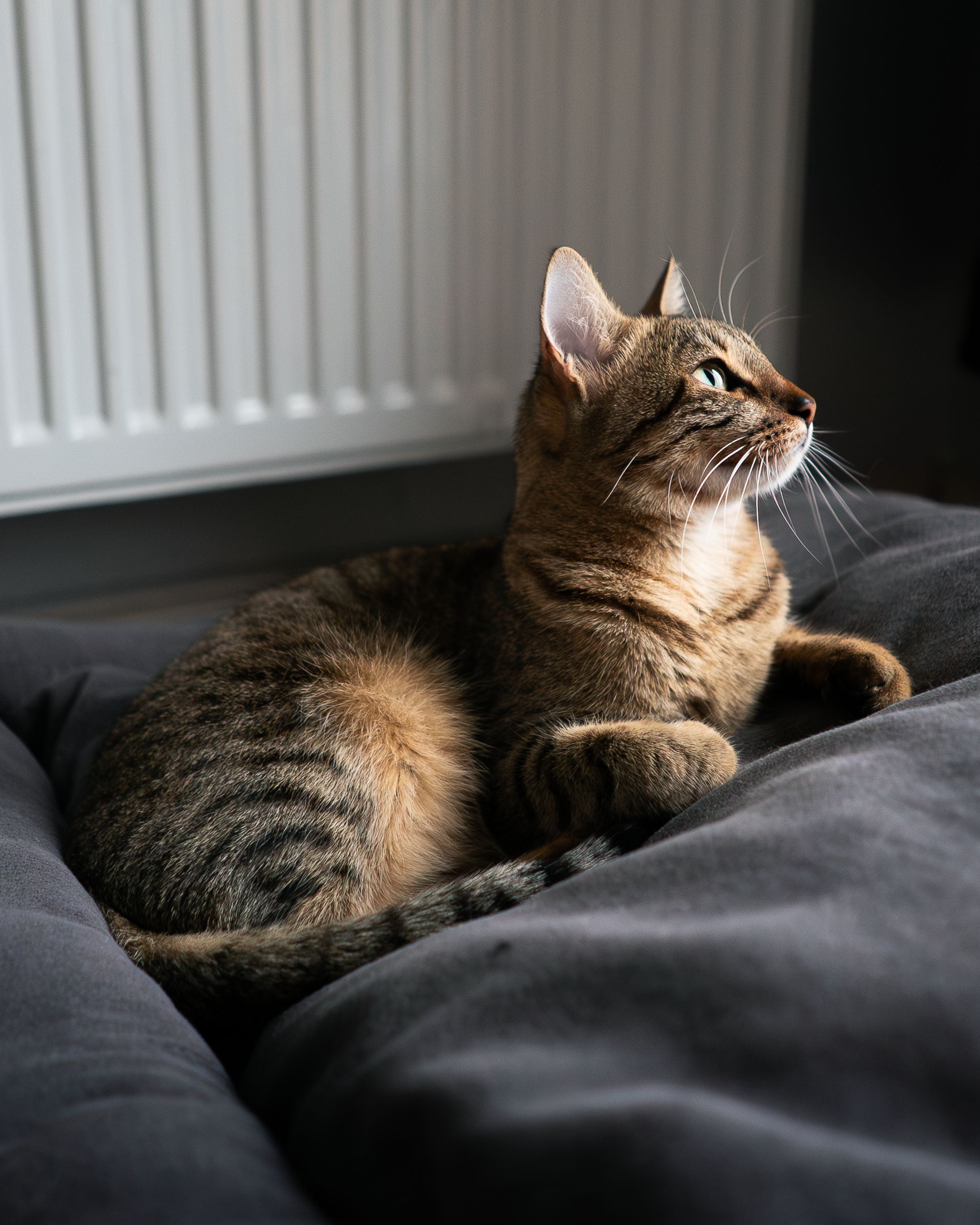 40,000+ Best Cat Photos · 100% Free Download · Pexels Stock Photos