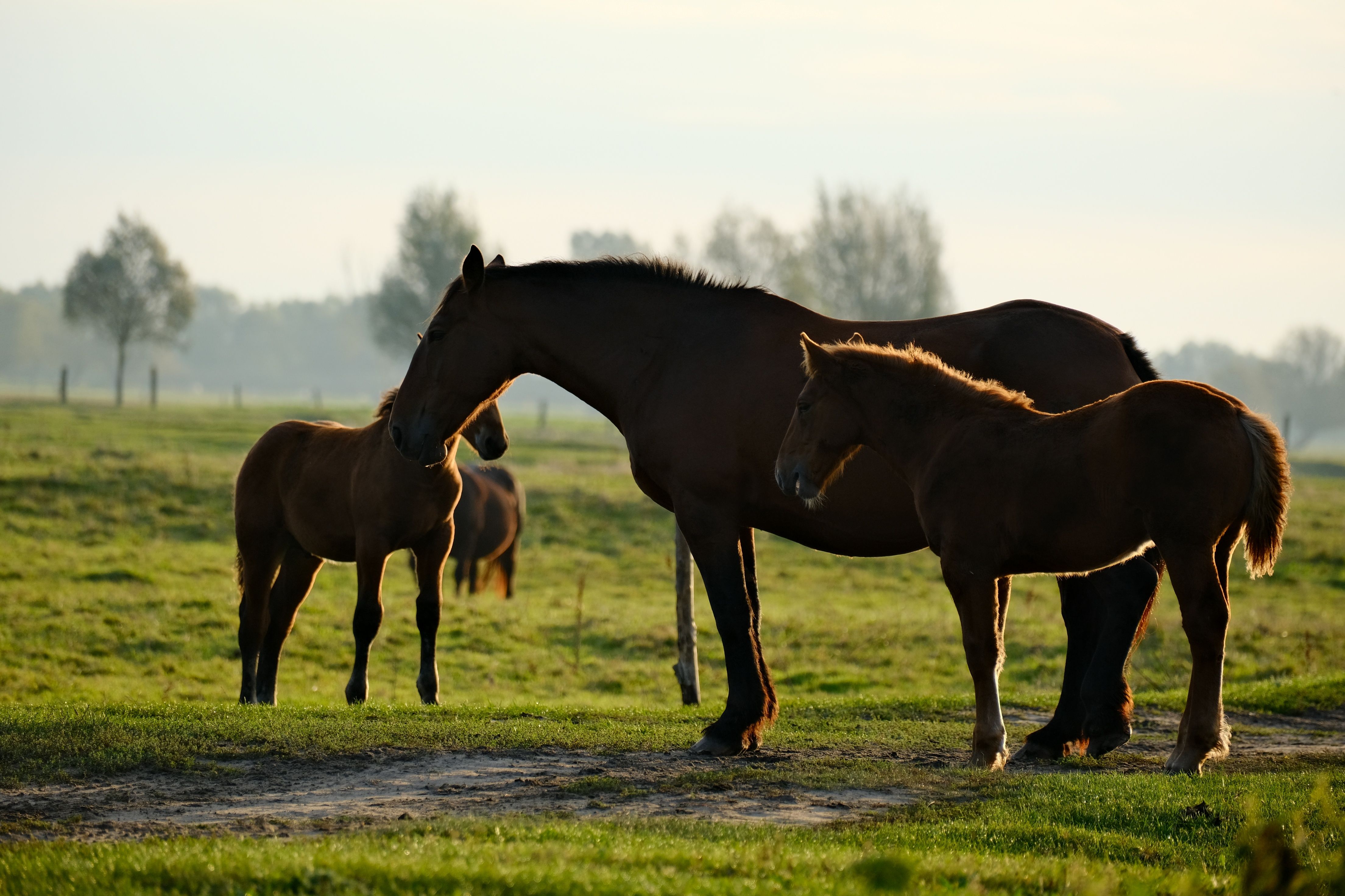 Tranquil Pasture Scene with Grazing Horses · Free Stock Photo
