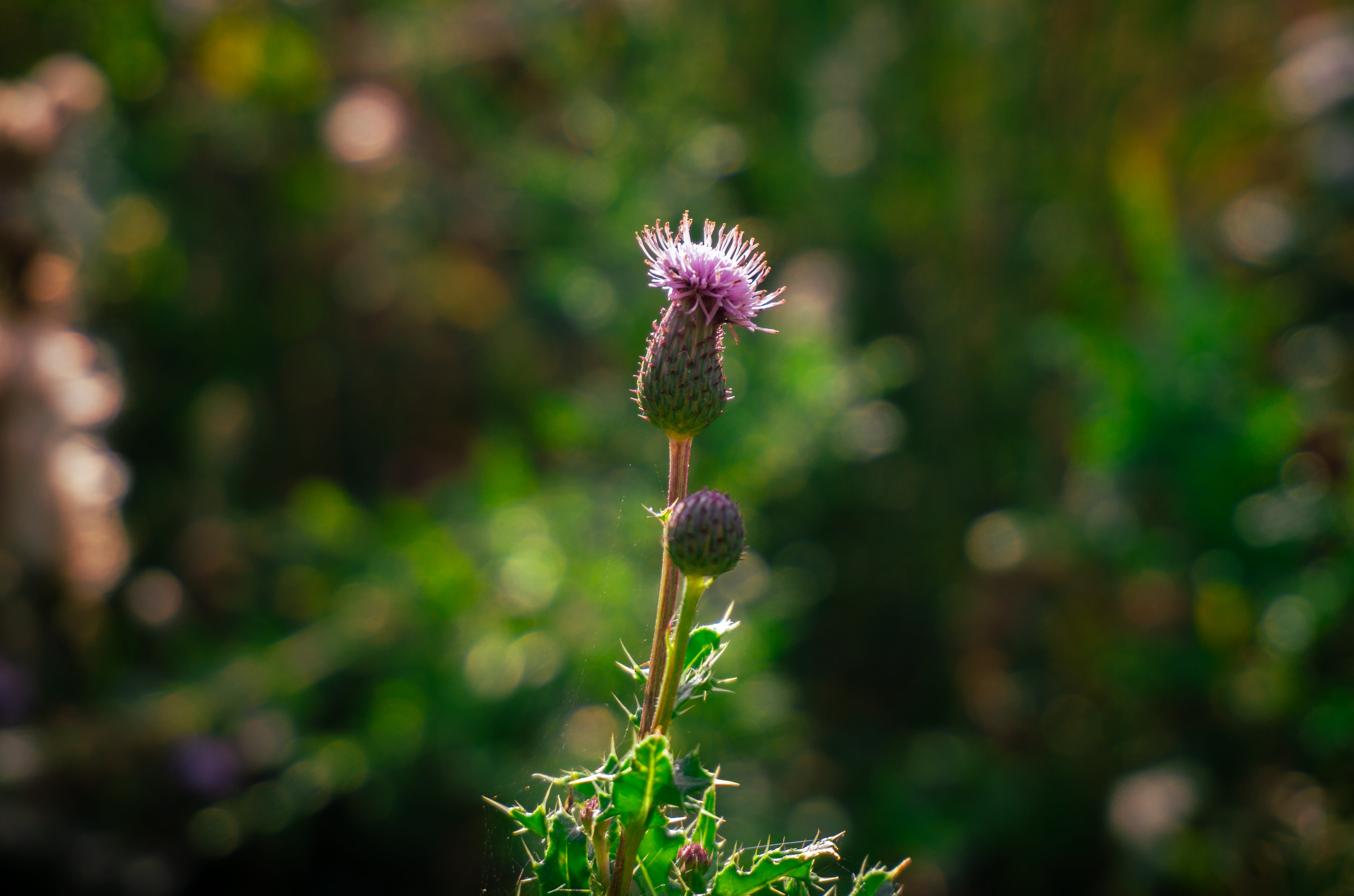 Close-up of Blooming Thistle in Natural Setting · Free Stock Photo