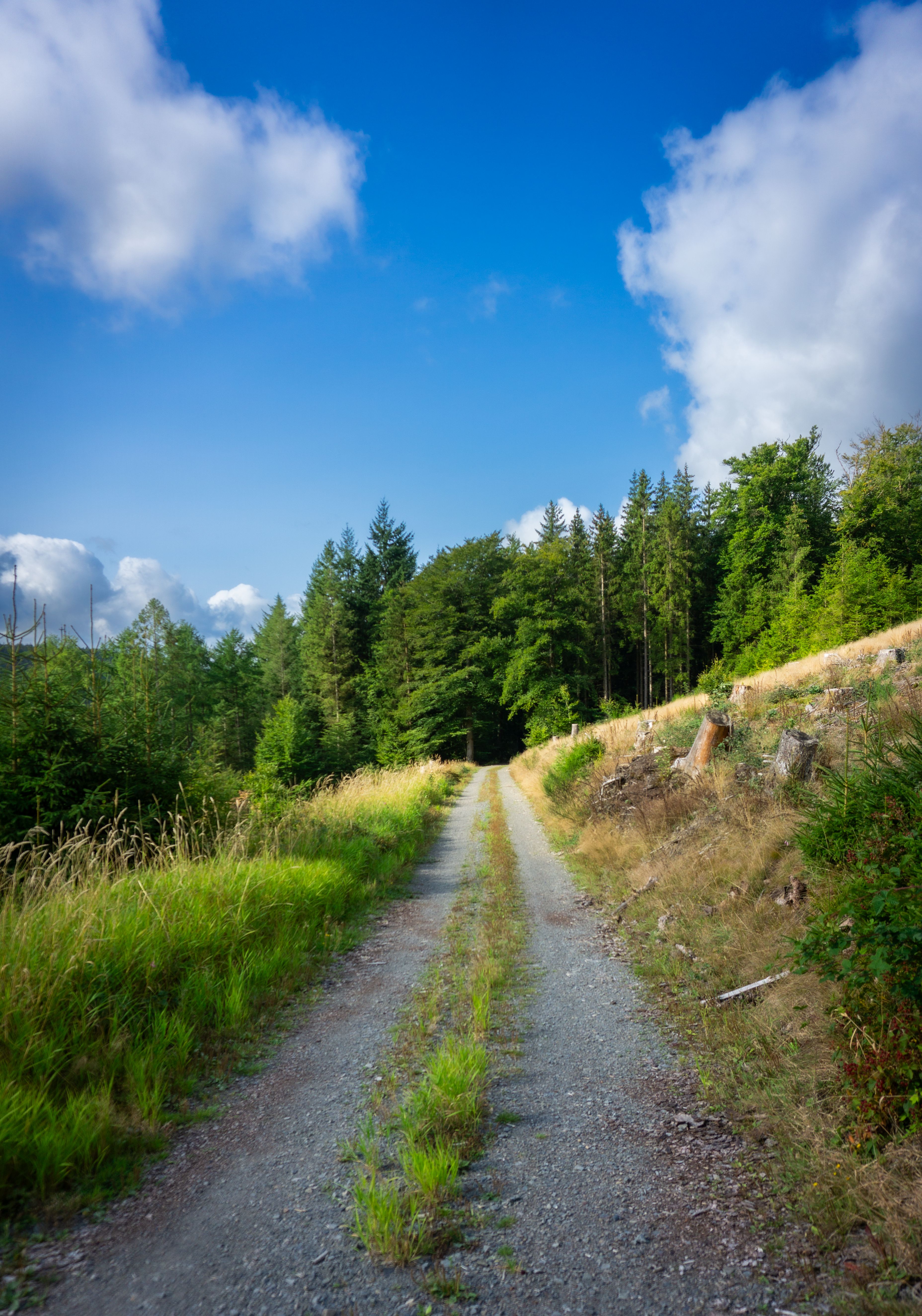 Peaceful Forest Path in Summer Landscape · Free Stock Photo