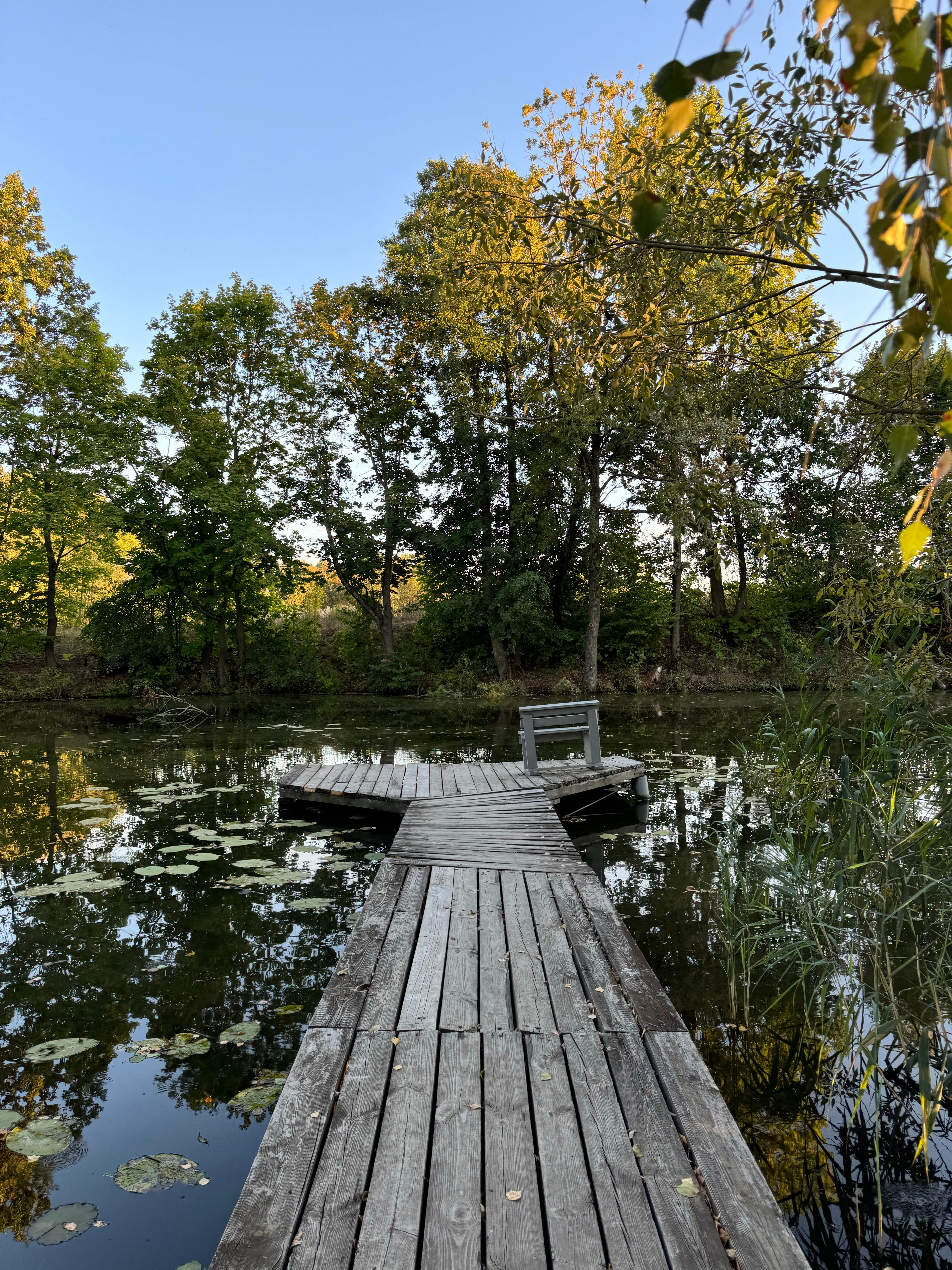 Tranquil Wooden Dock on Serene Forest Lake · Free Stock Photo