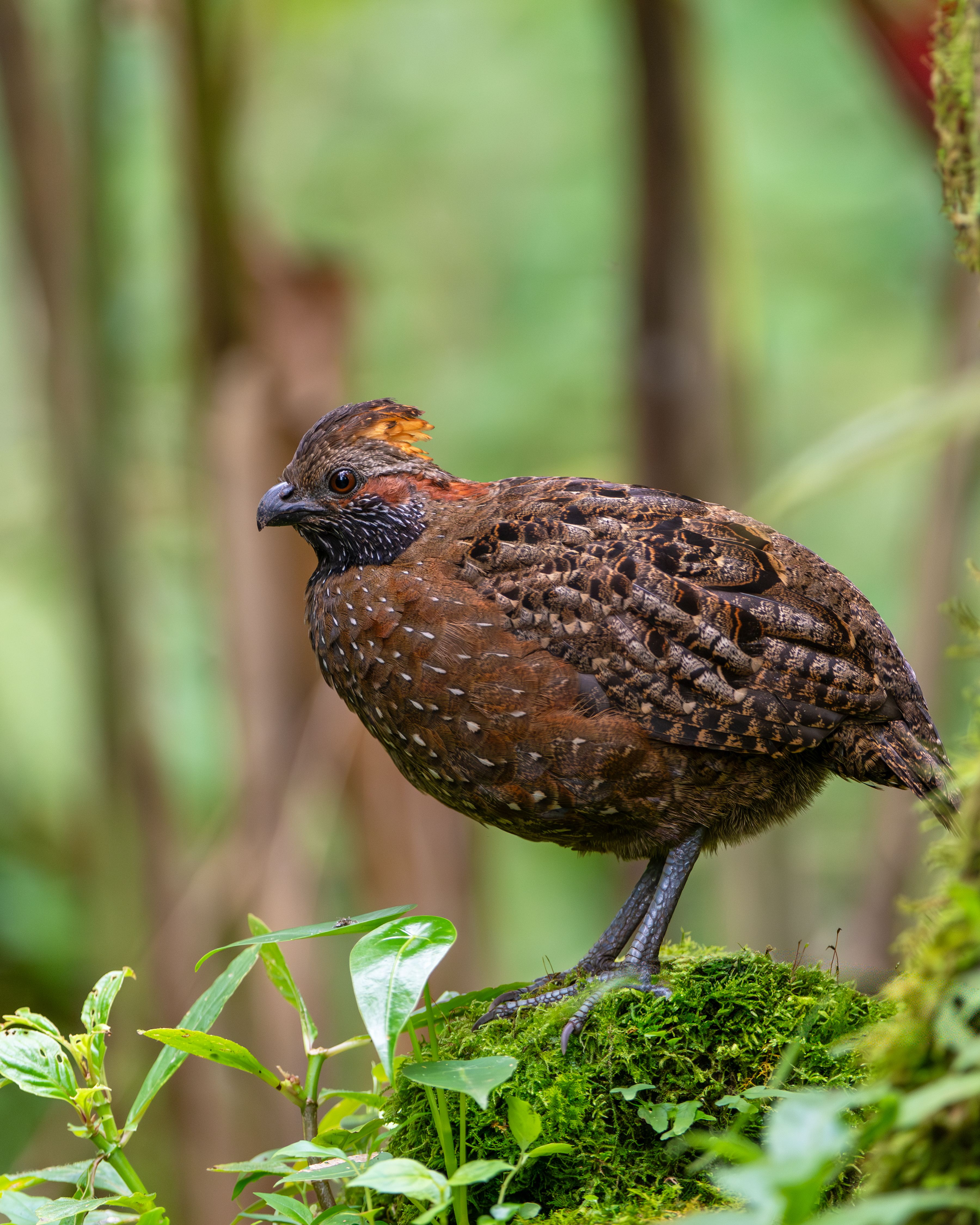 Chestnut Wood Quail in Costa Rican Forest · Free Stock Photo