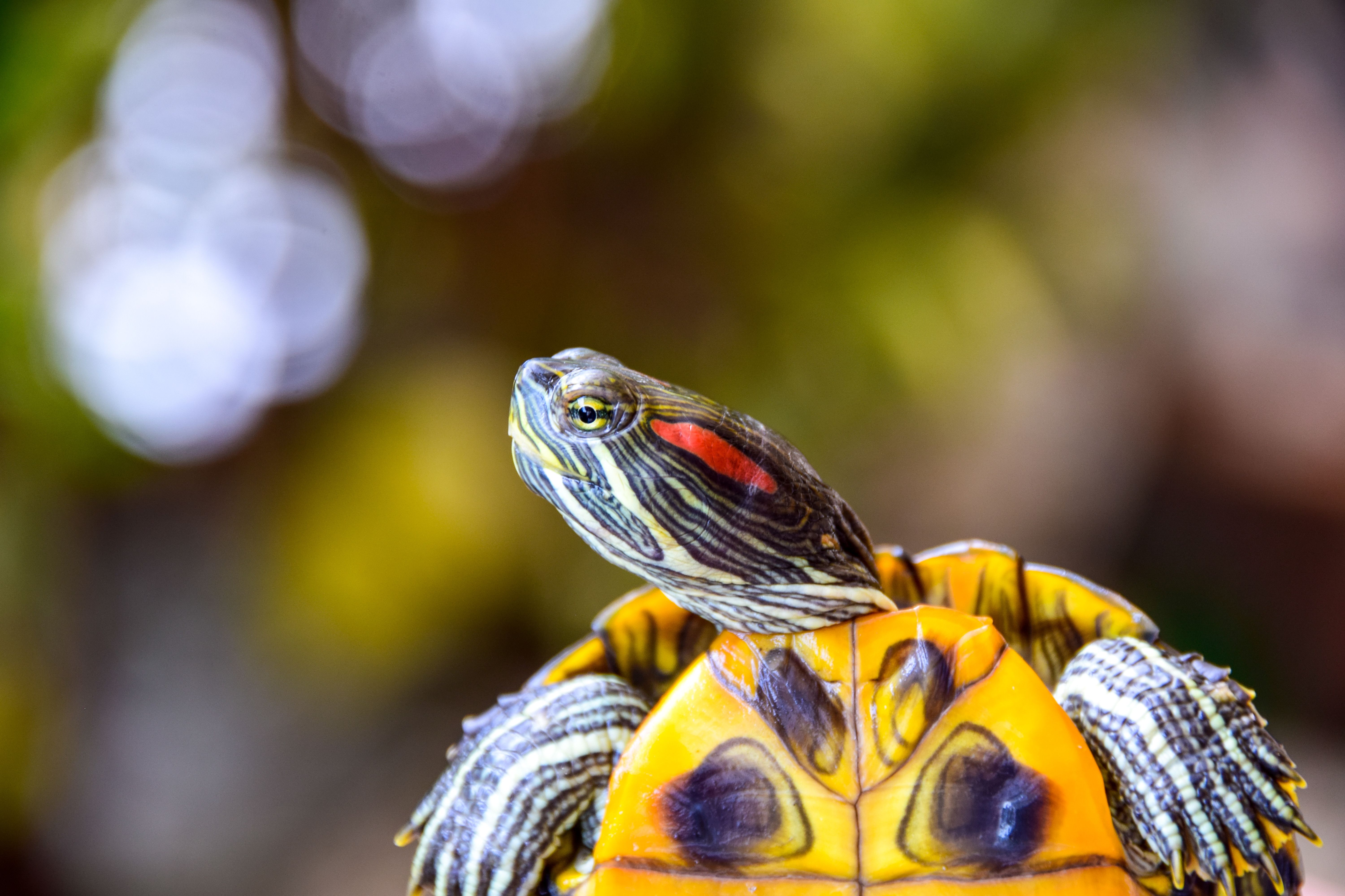 Tortoise Photos, Download The BEST Free Tortoise Stock Photos & HD Images