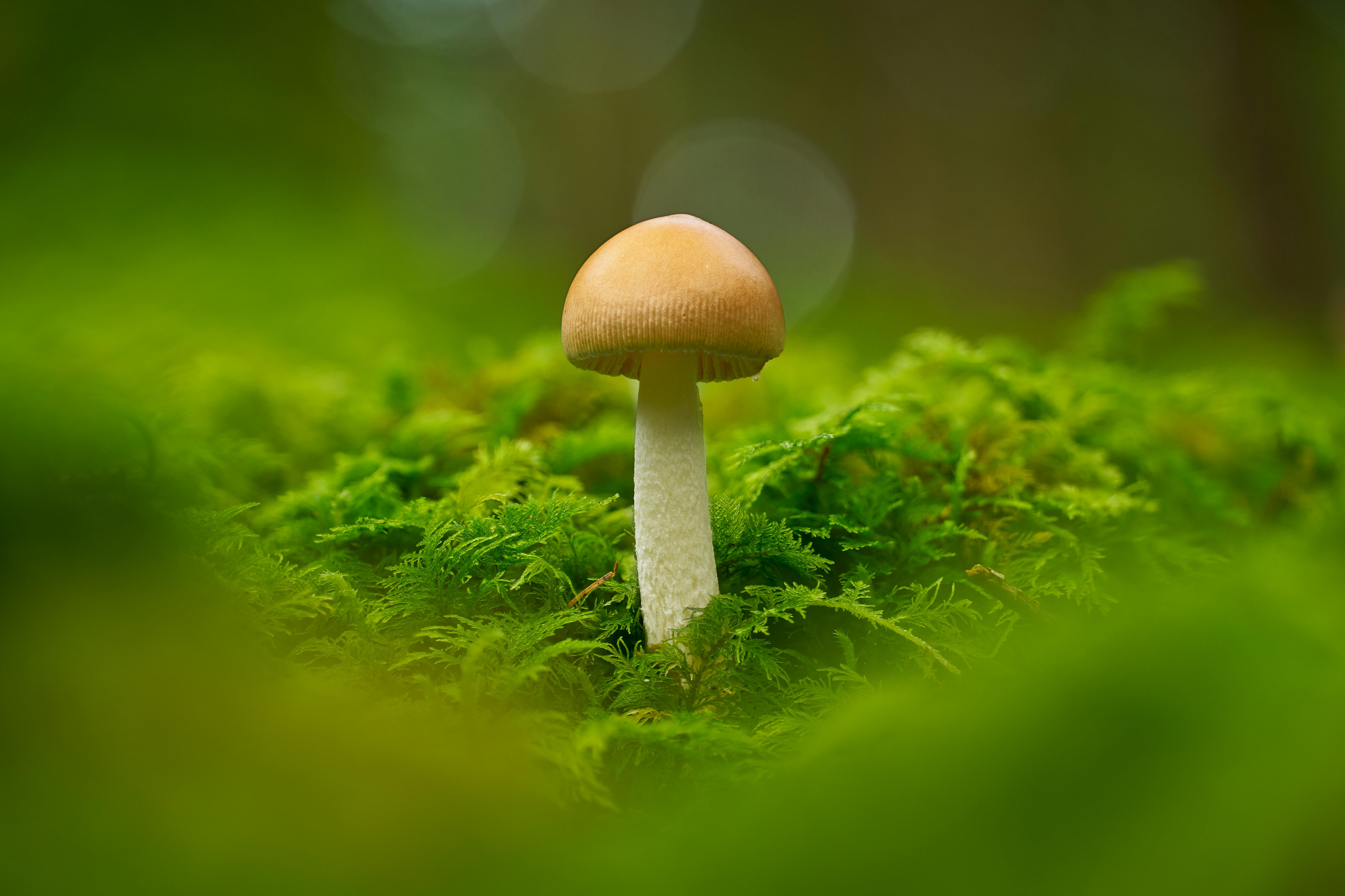 Robux Image Photos, Download The BEST Free Robux Image Stock Photos ...