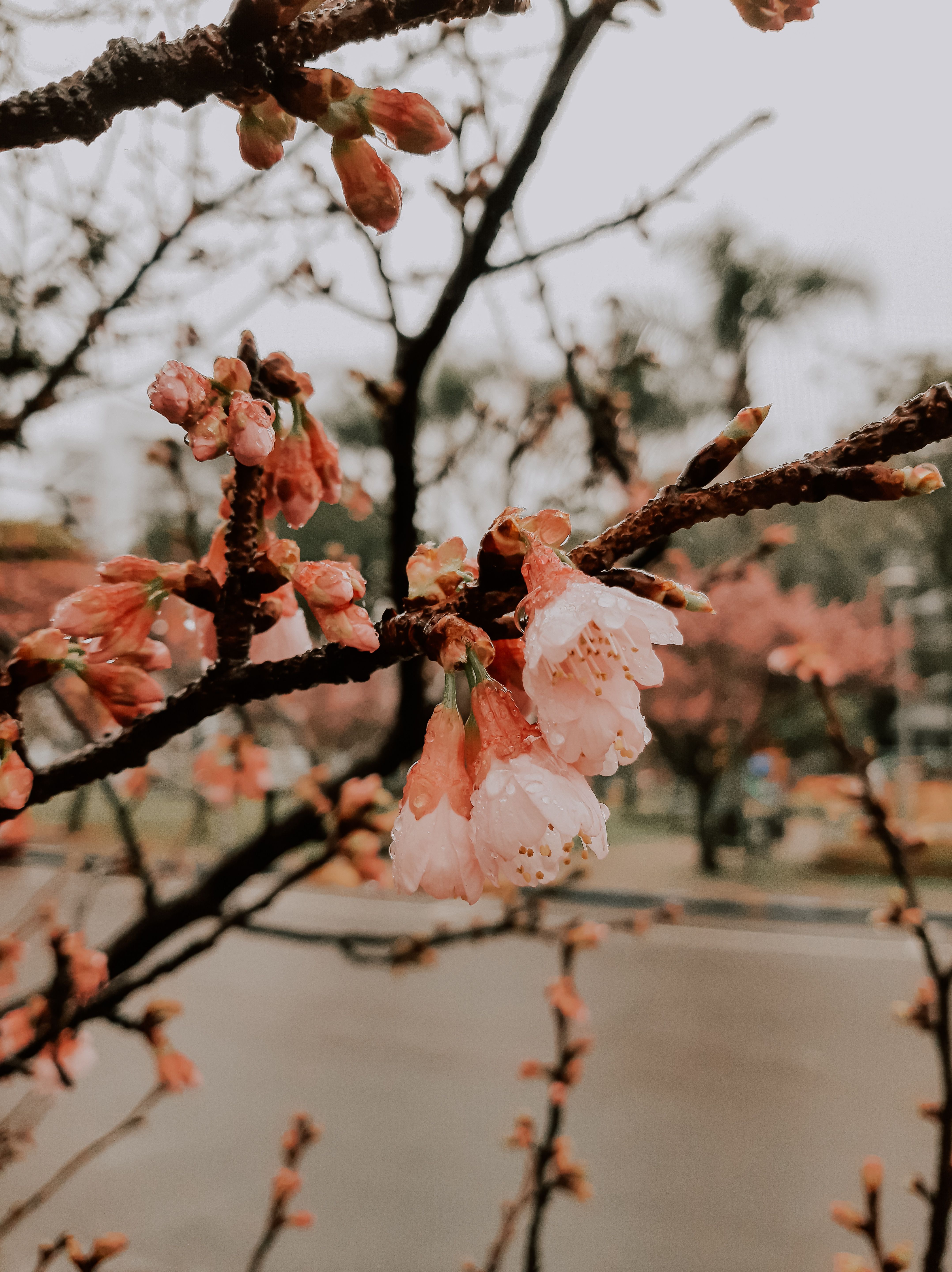 Delicate Cherry Blossoms in Early Spring · Free Stock Photo