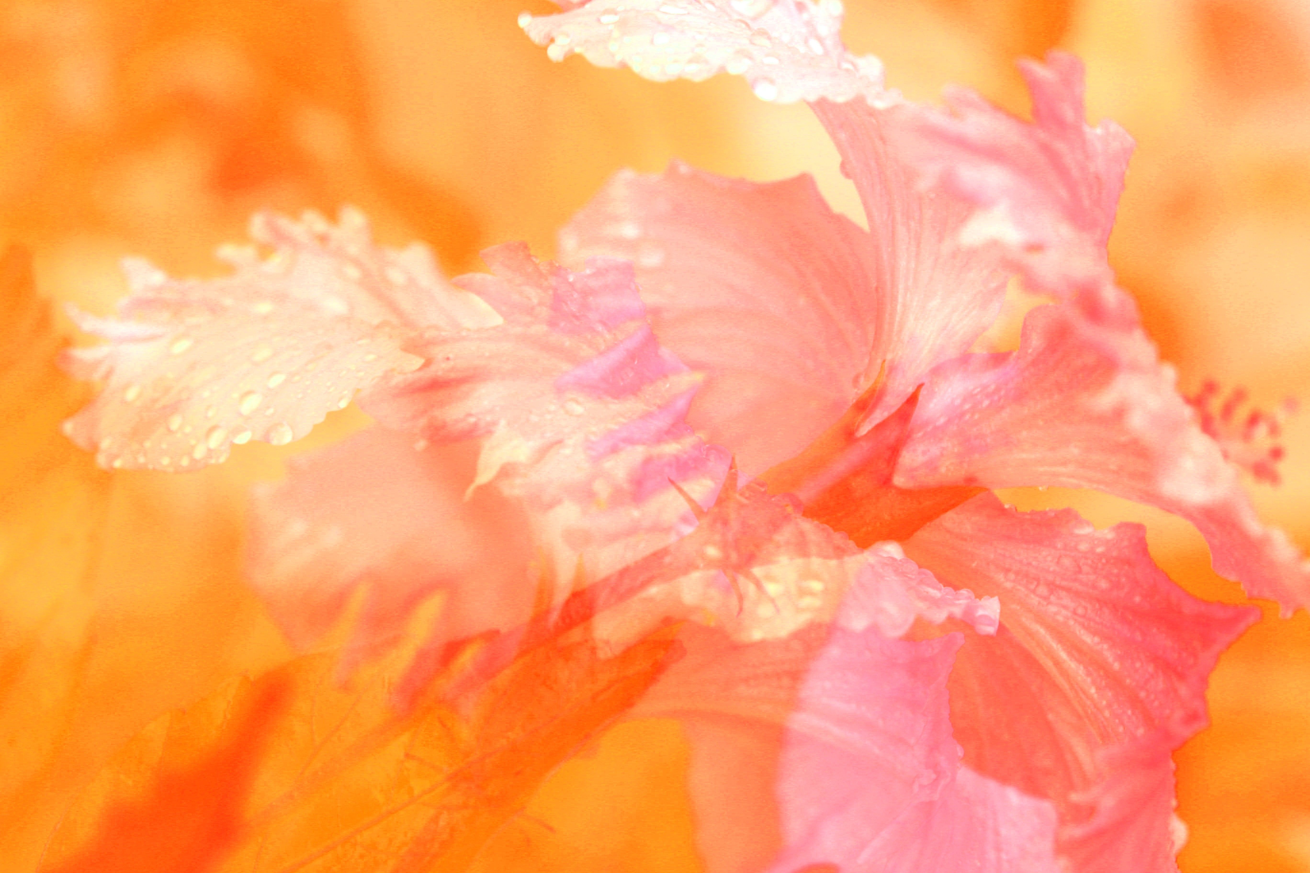 Extreme Close-up of Flower Petals · Free Stock Photo