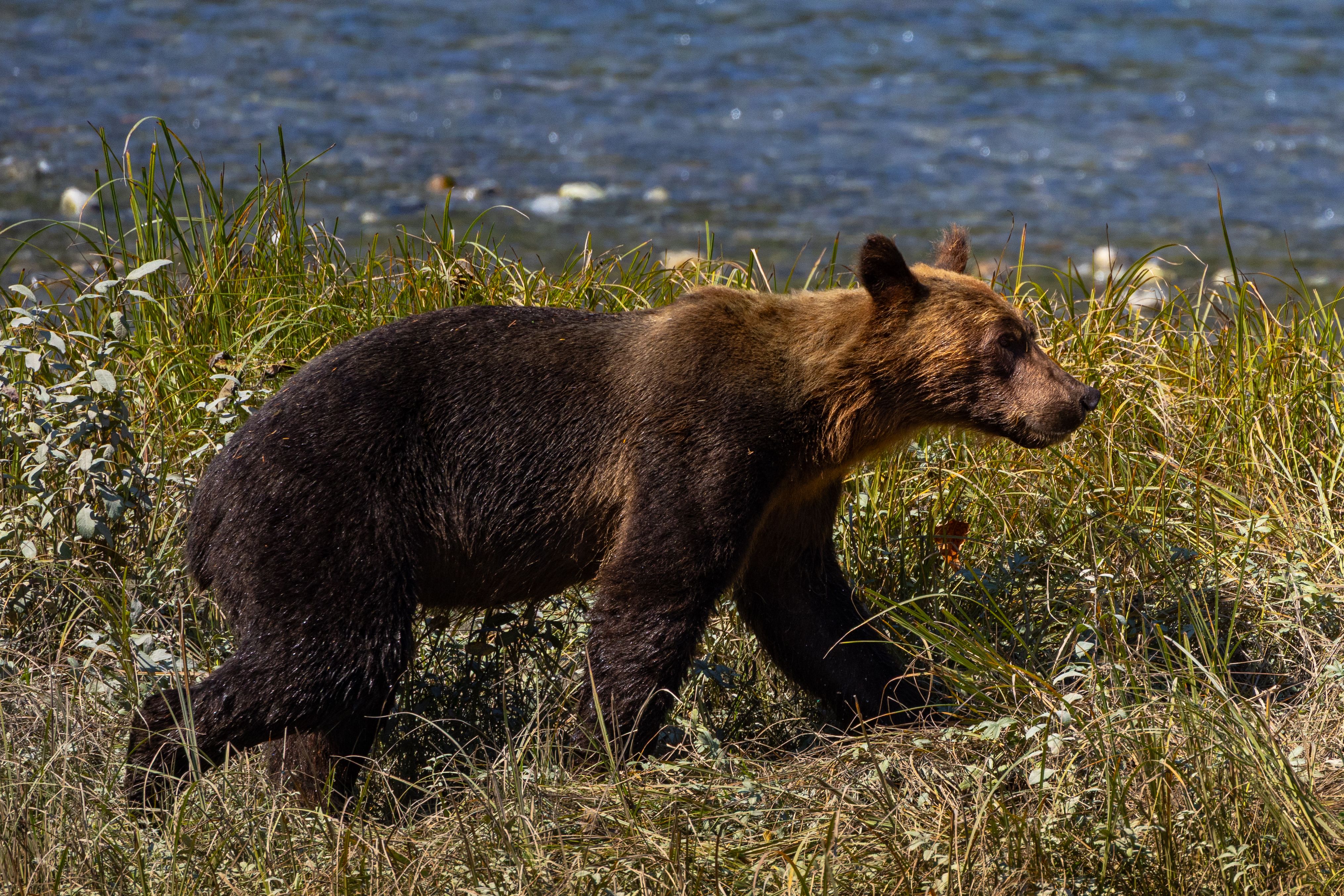 Bears Photos, Download The BEST Free Bears Stock Photos & HD Images
