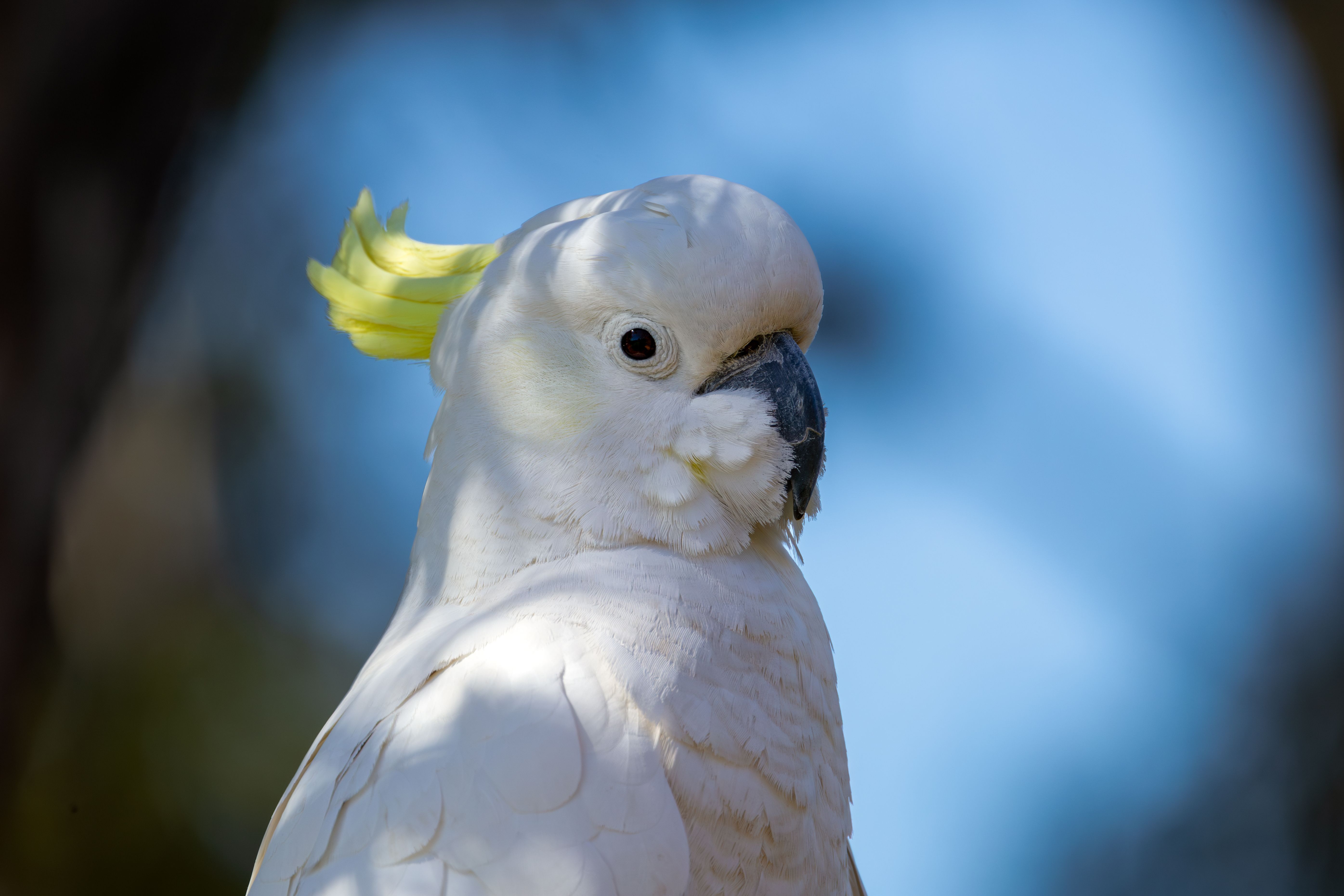 Parrot Book Photos, Download The BEST Free Parrot Book Stock Photos ...