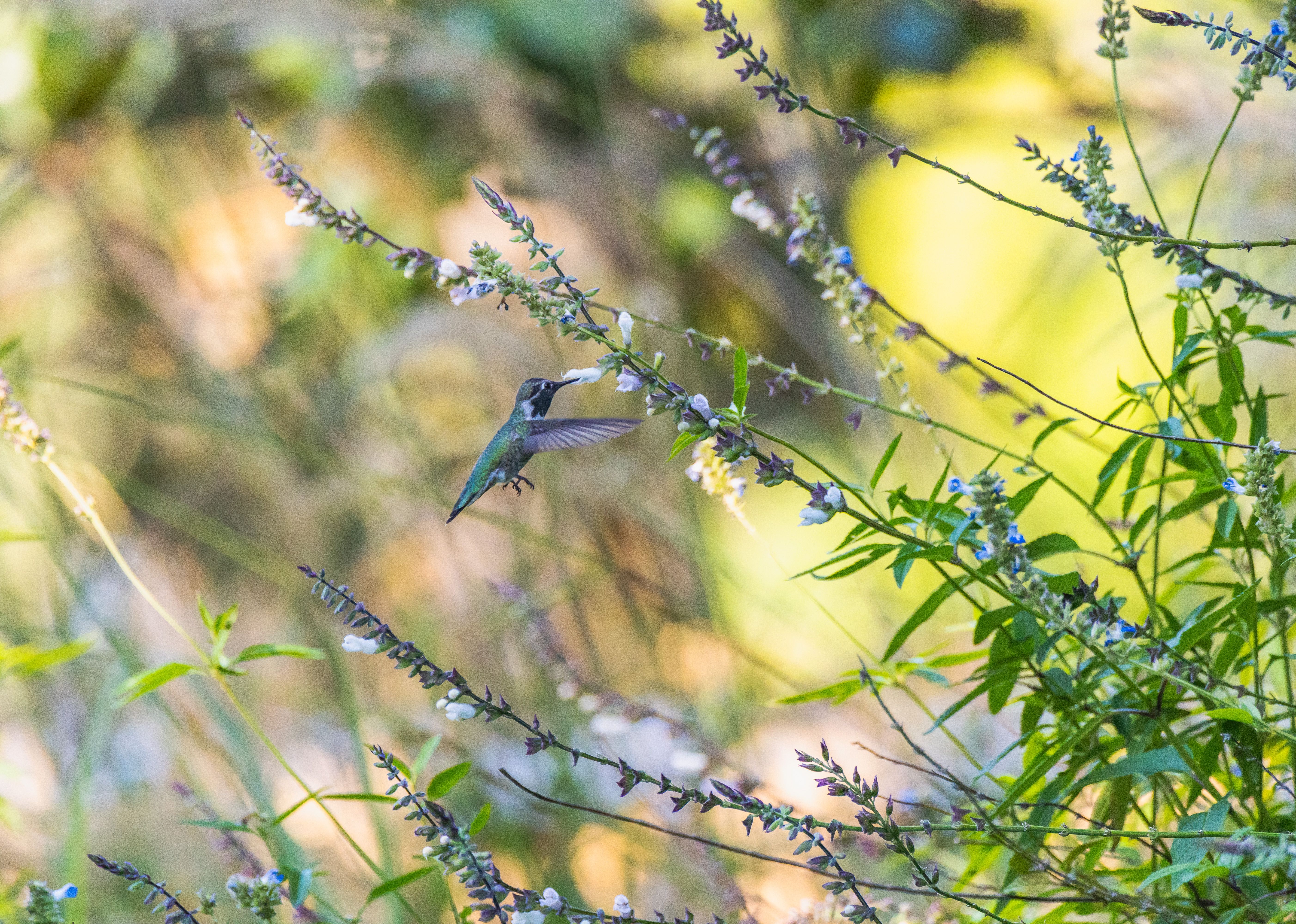 Vibrant Hummingbird in Mid-Flight Among Flowers · Free Stock Photo