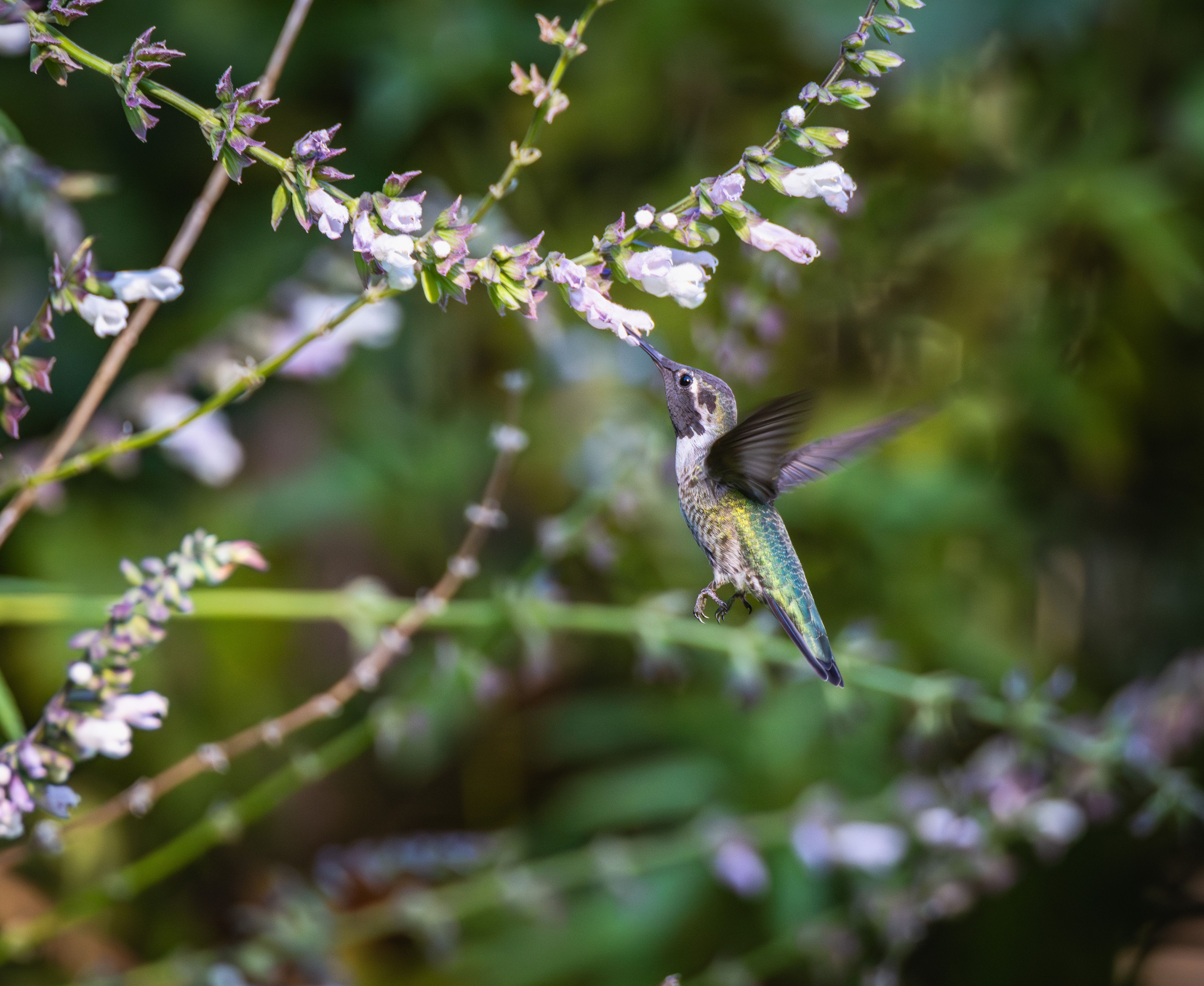 Hummingbird Feeding on Lavender Blossoms in Garden · Free Stock Photo