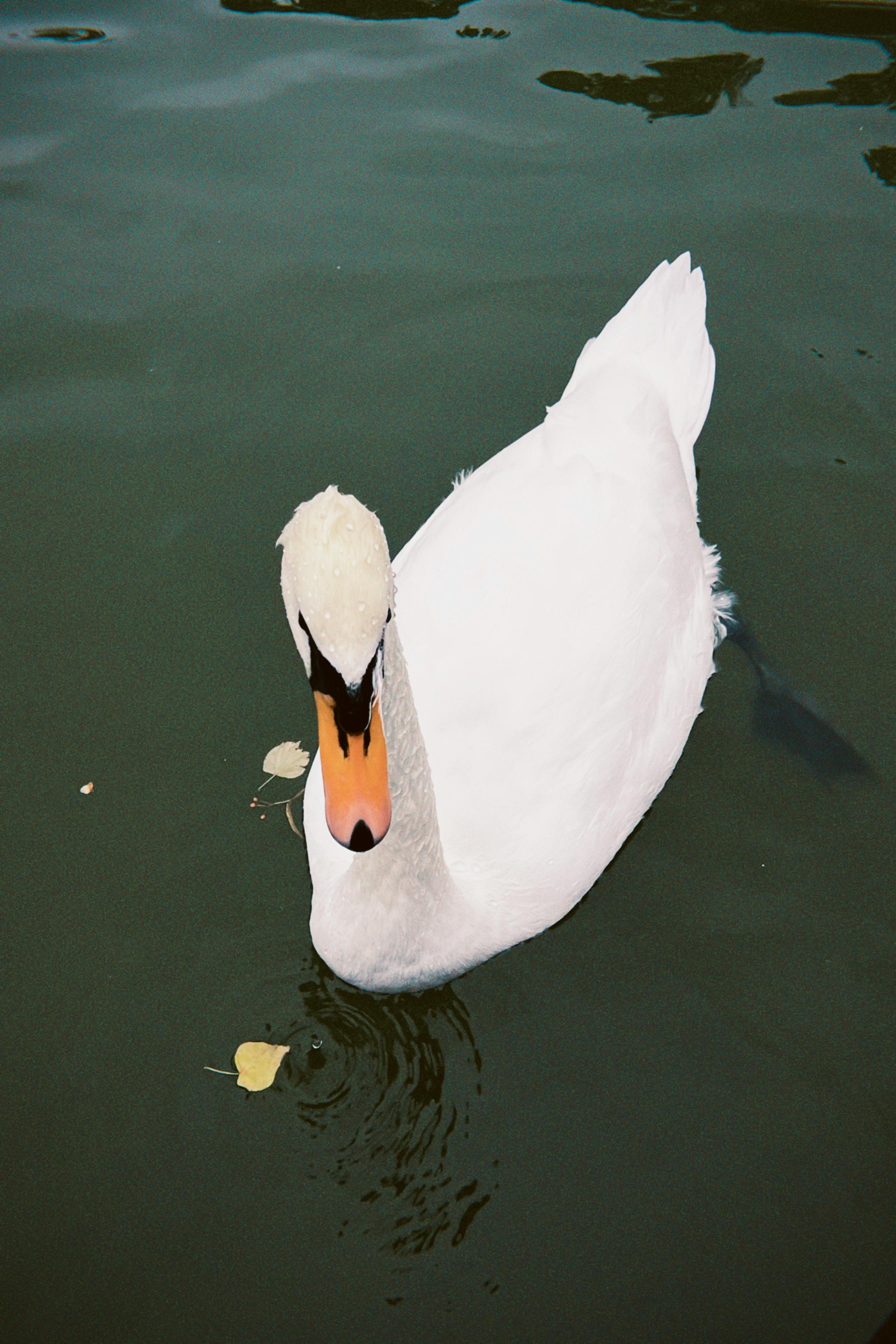 Bagan Bill Photos, Download The BEST Free Bagan Bill Stock Photos & HD ...