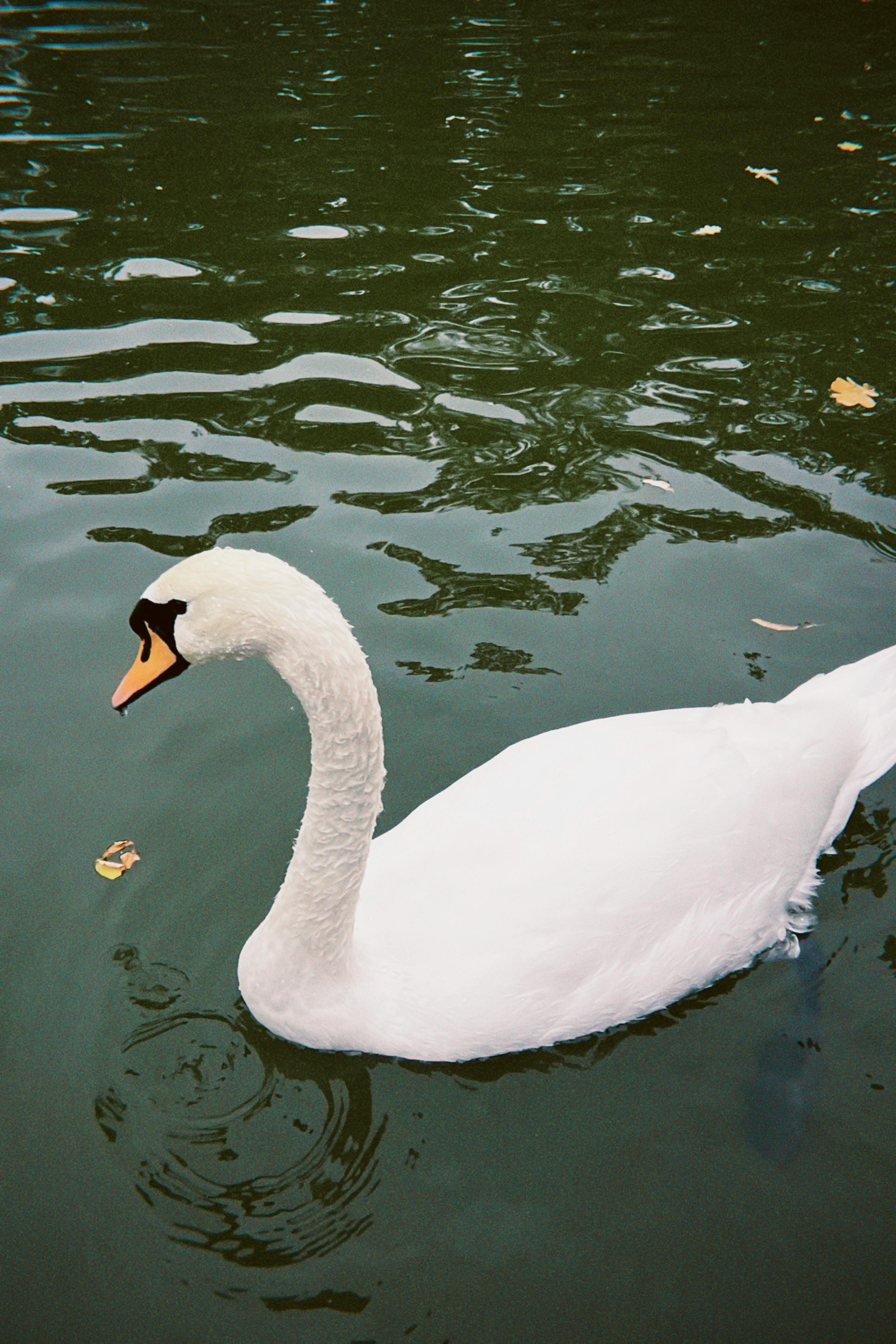 Neck Kissing Gif Photos, Download The BEST Free Neck Kissing Gif Stock ...