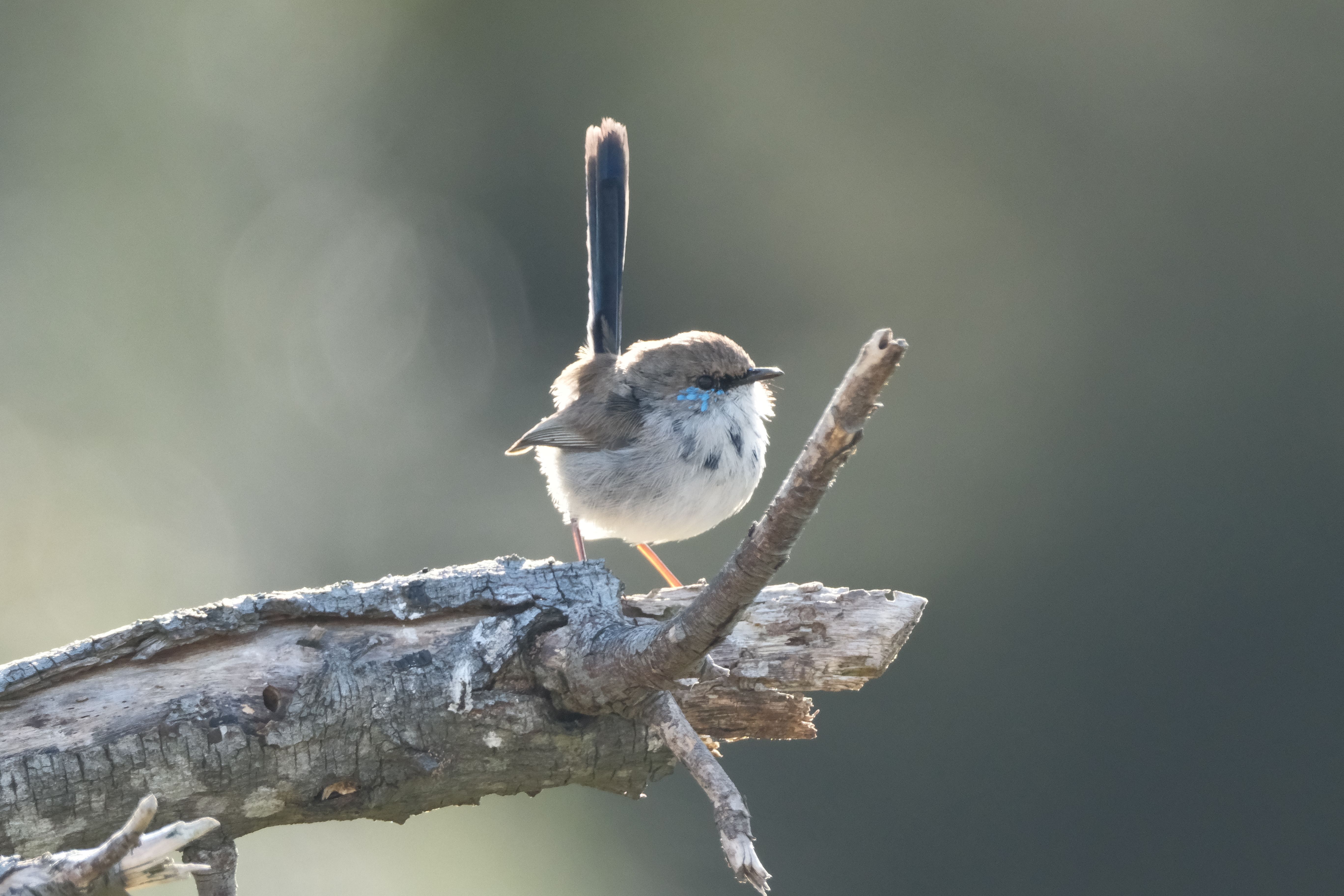 Superb Fairywren on Weathered Branch · Free Stock Photo