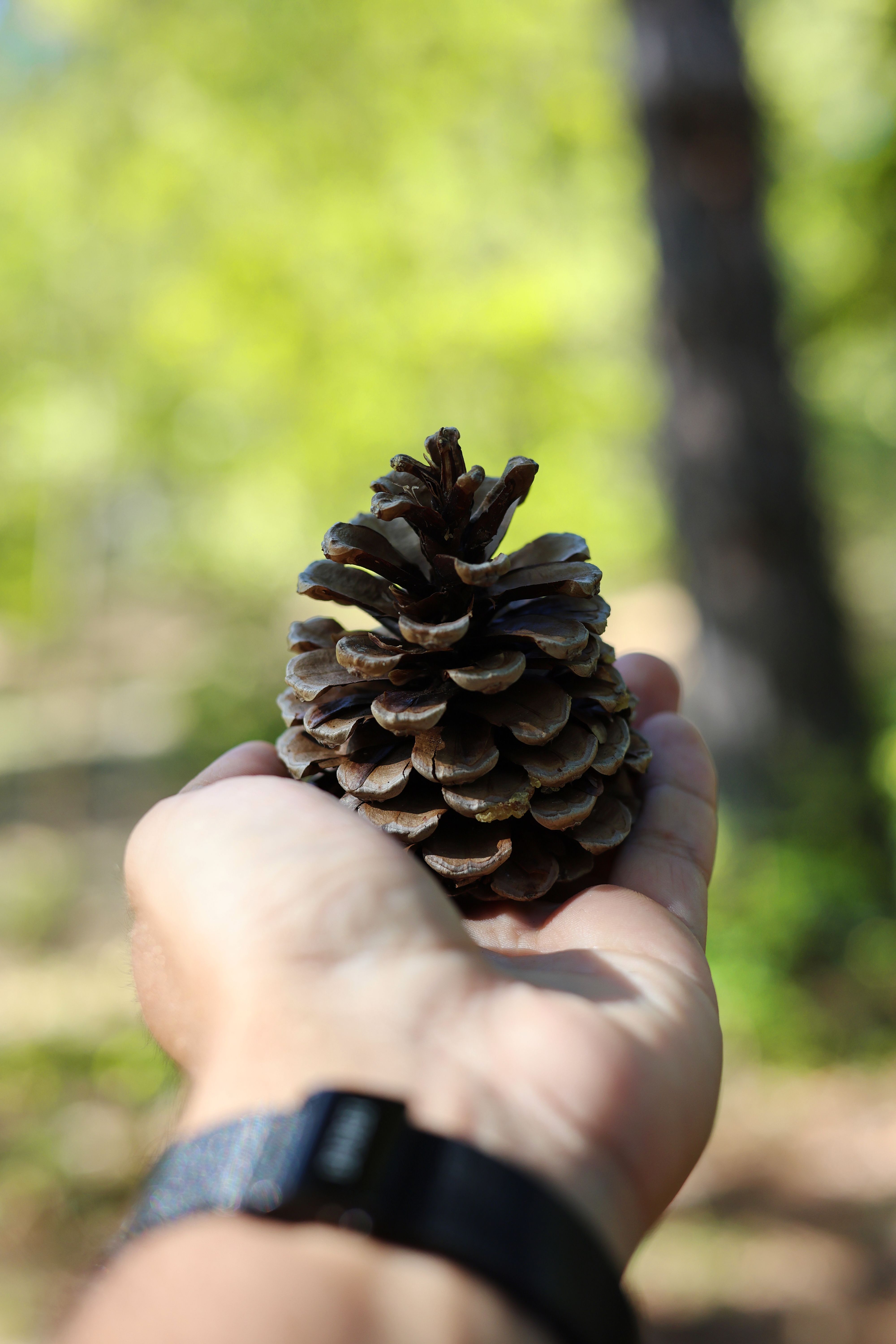 Pine Cone Photos, Download The BEST Free Pine Cone Stock Photos & HD Images