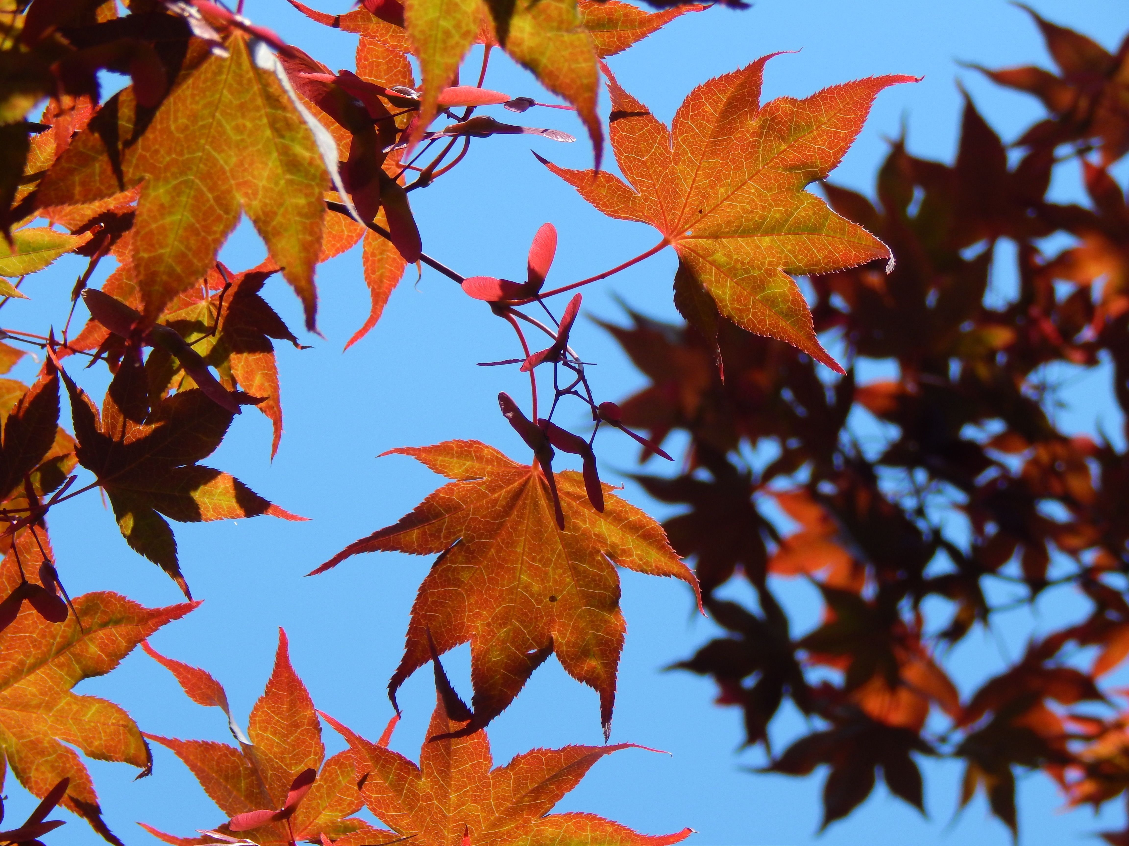 Vibrant Autumn Leaves Against Blue Sky · Free Stock Photo