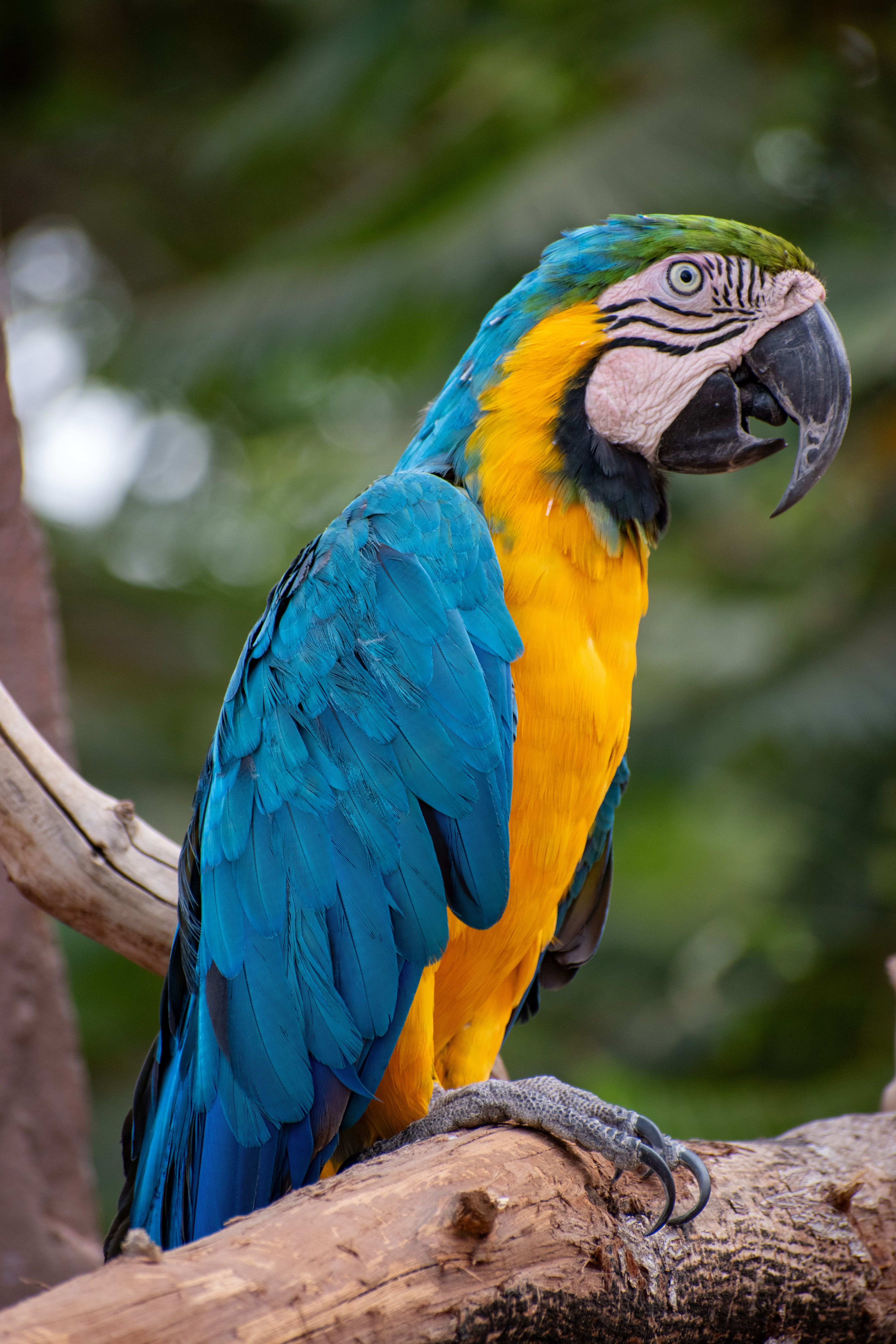 Amazon Rainforest Animals Photos, Download The BEST Free Amazon ...